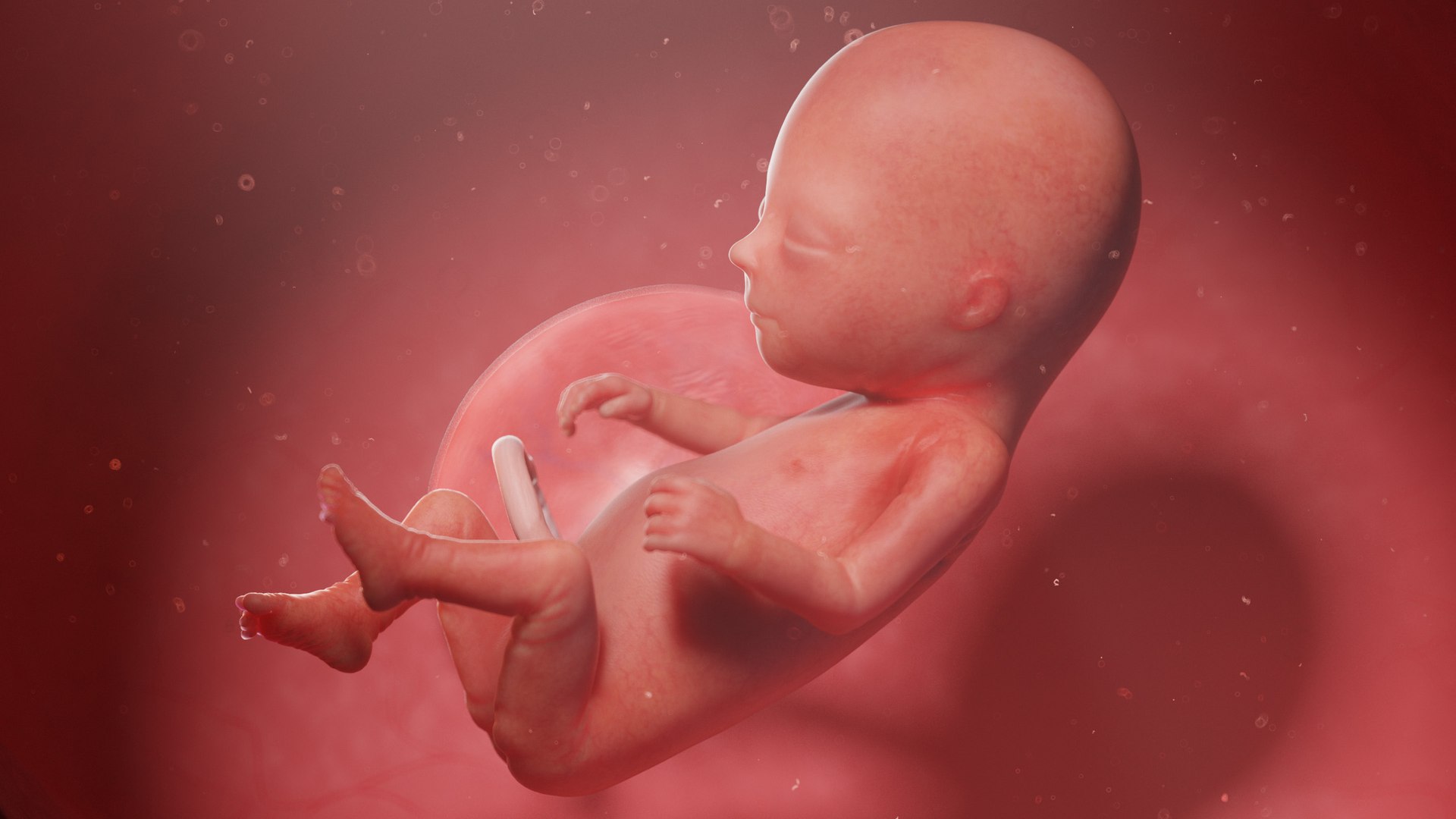 Fetus Anatomy Week 14 Animated 3D - TurboSquid 1811207