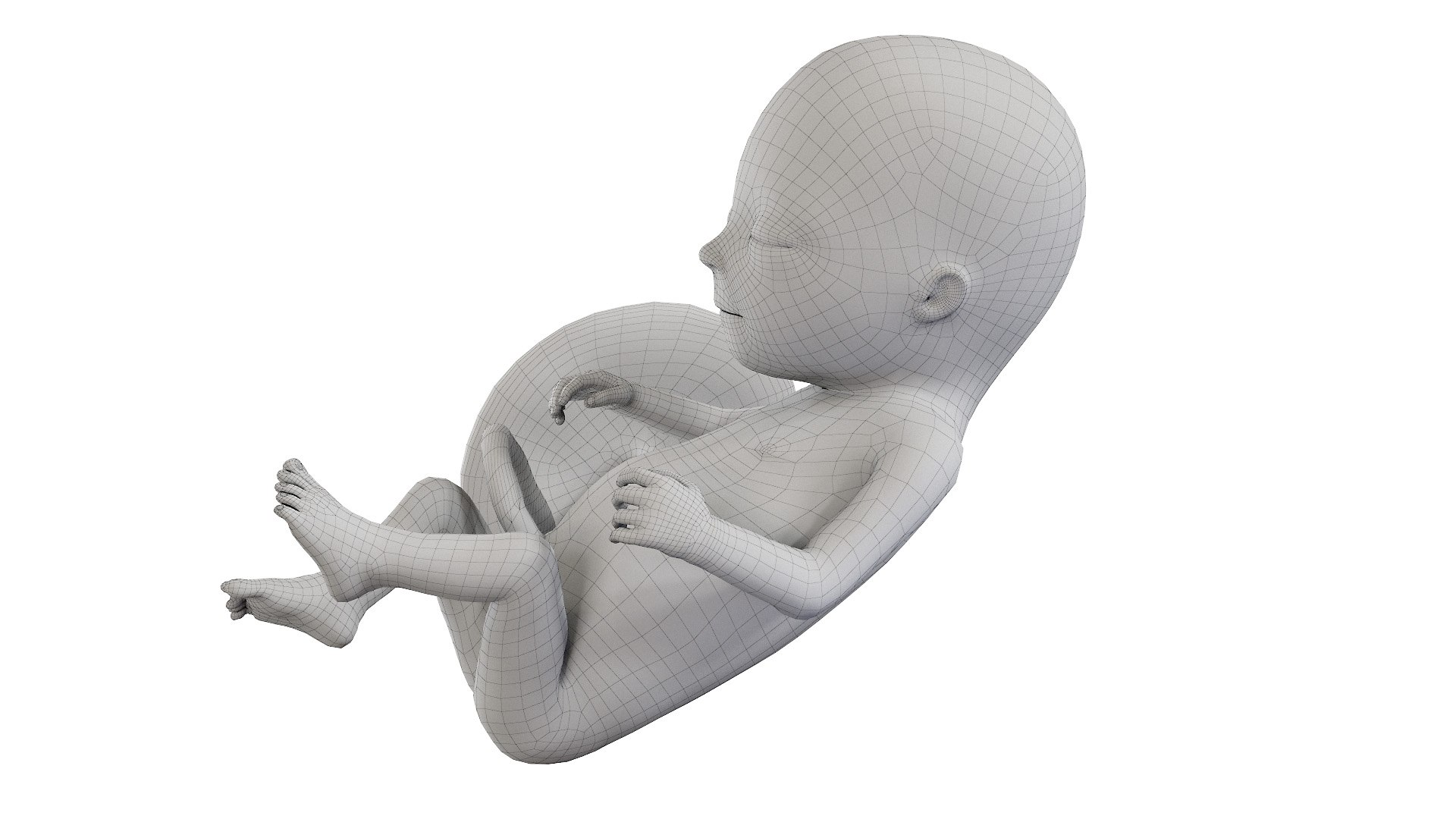 Fetus Anatomy Week 14 Animated 3D - TurboSquid 1811207