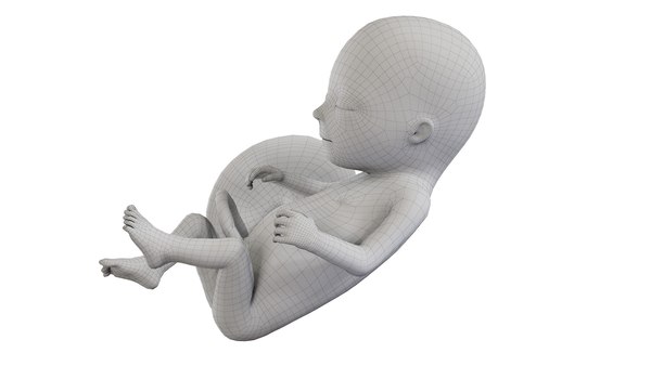 Fetus Anatomy Week 14 Animated 3D - TurboSquid 1811207