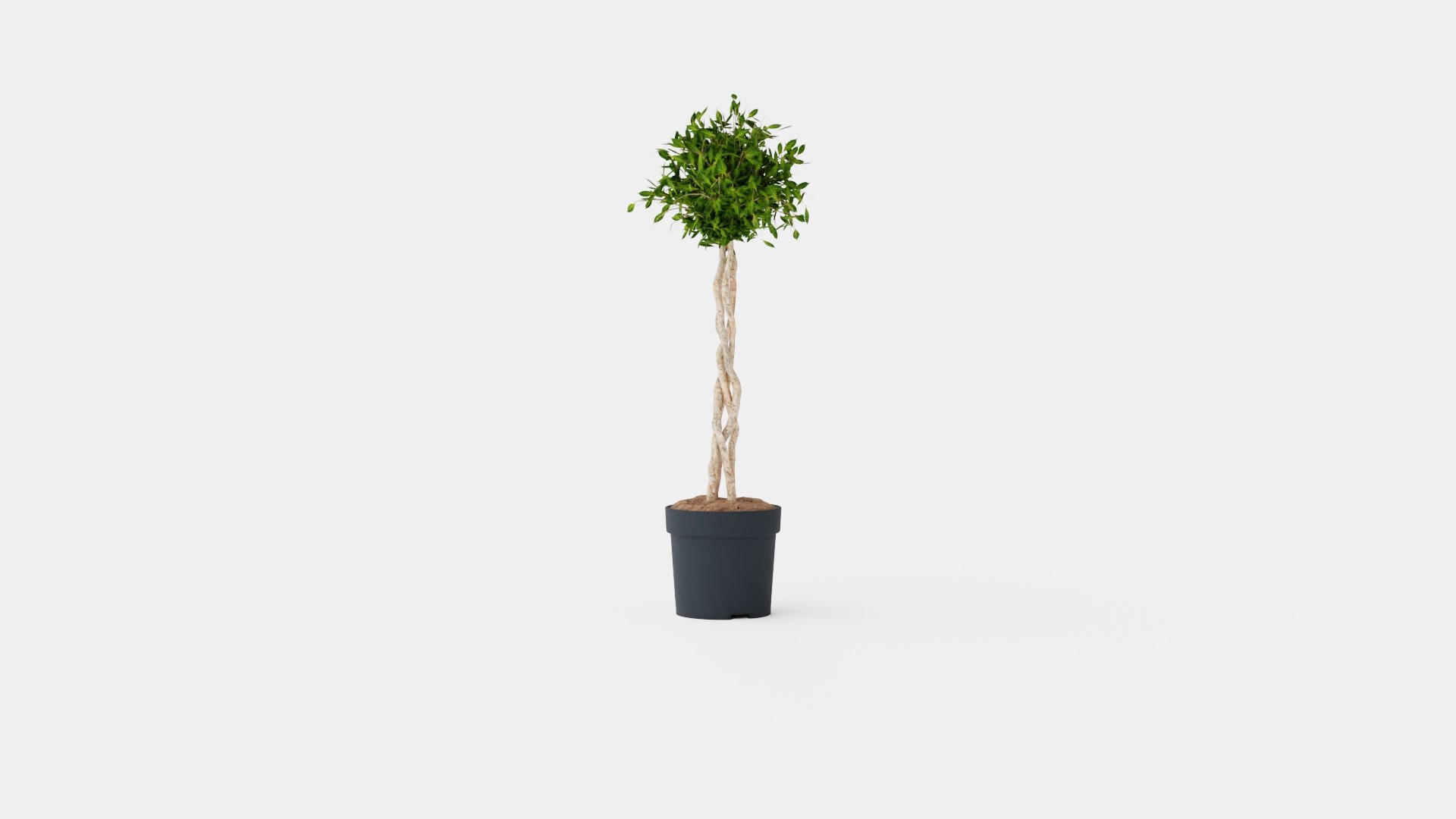 3D Ficus Nitida Braided Stem Model - TurboSquid 2256256