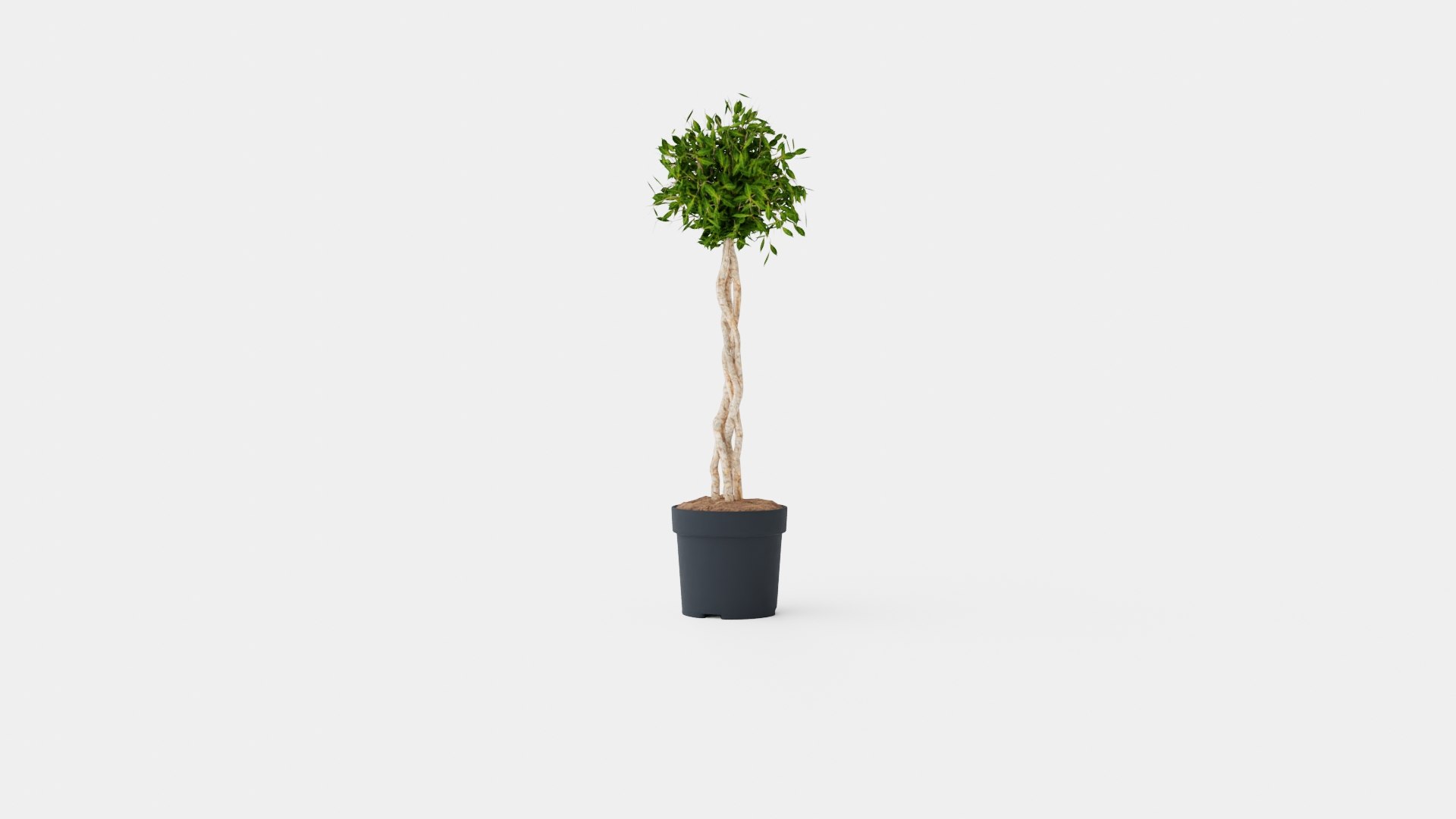 3D Ficus Nitida Braided Stem Model - TurboSquid 2256256