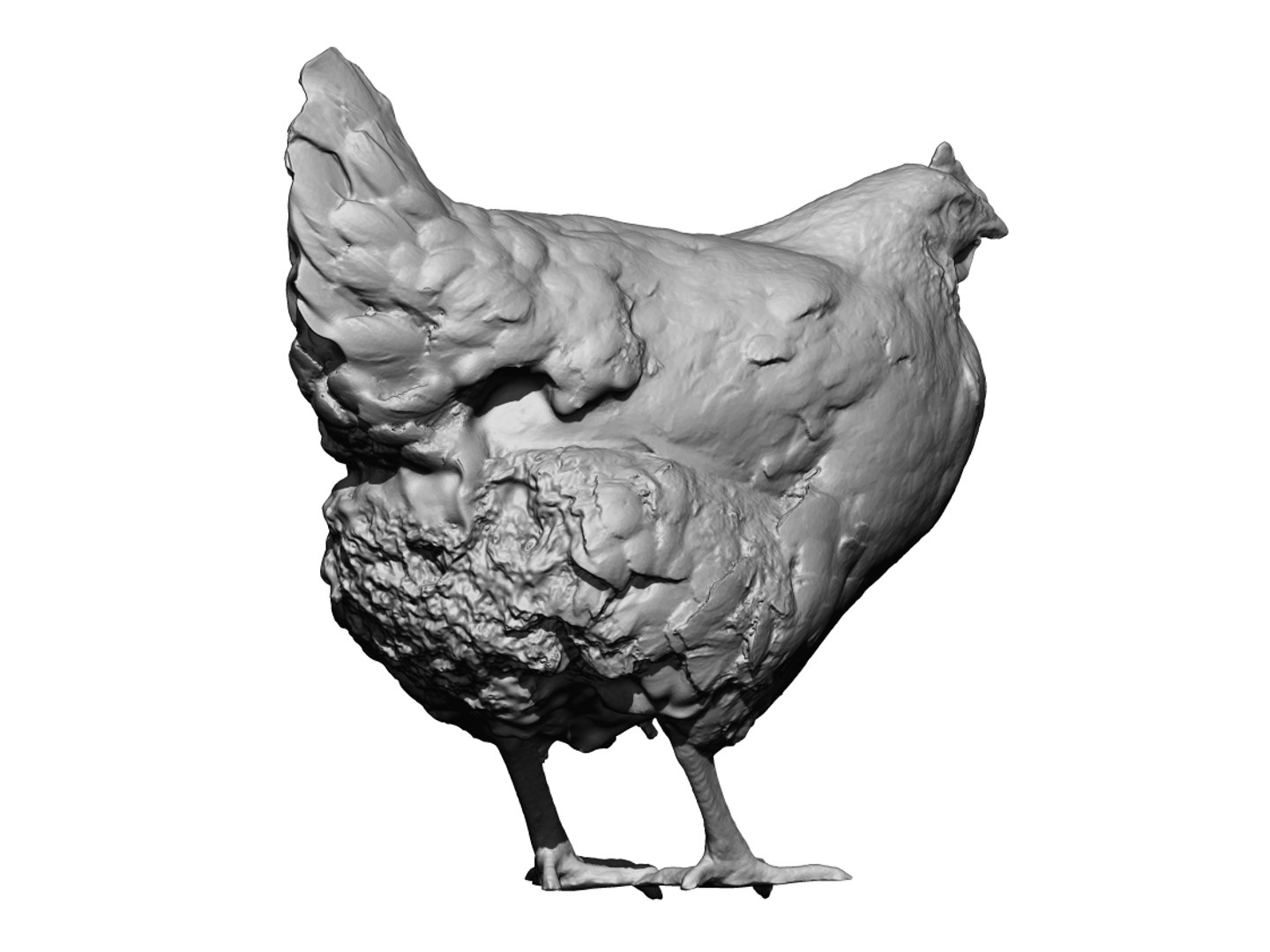 Real Chicken Scanned 3D Model - TurboSquid 1387066