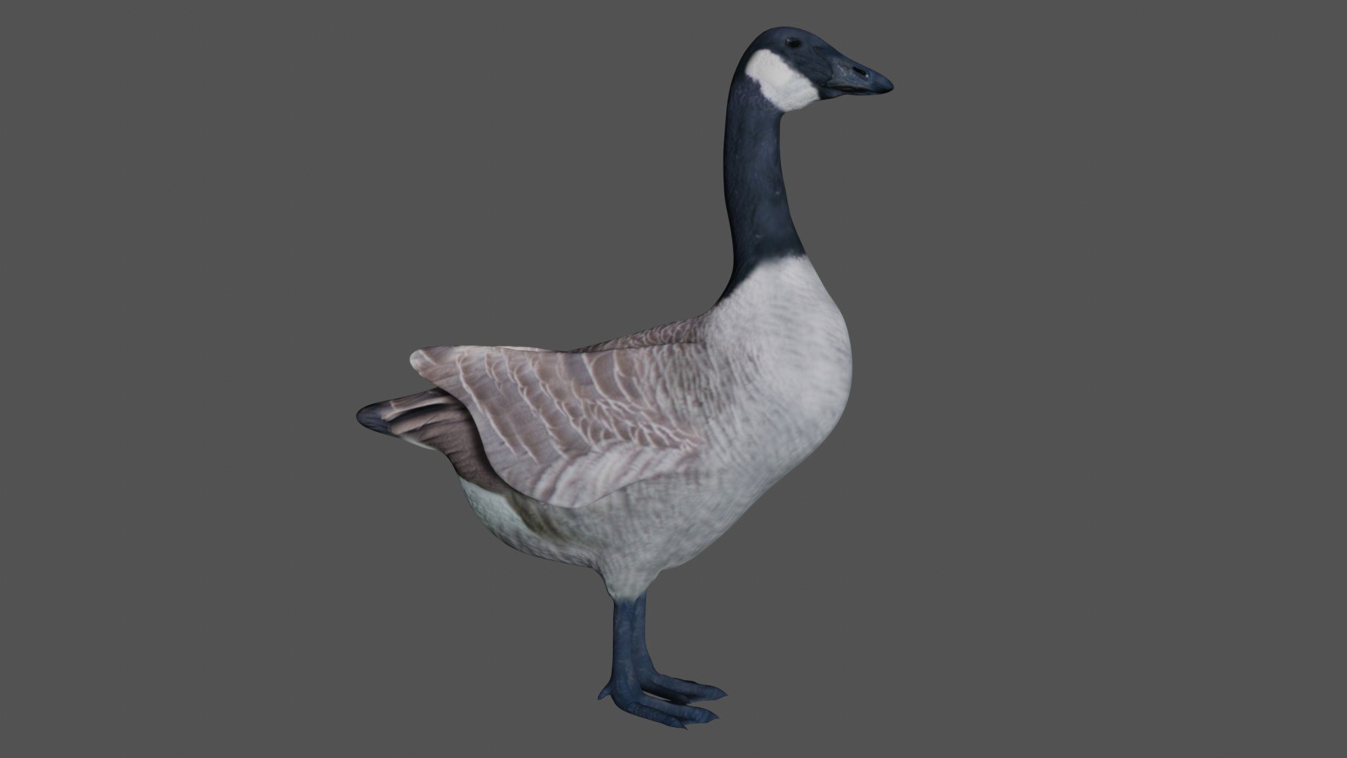 3D Canadian Goose Model - TurboSquid 1747780
