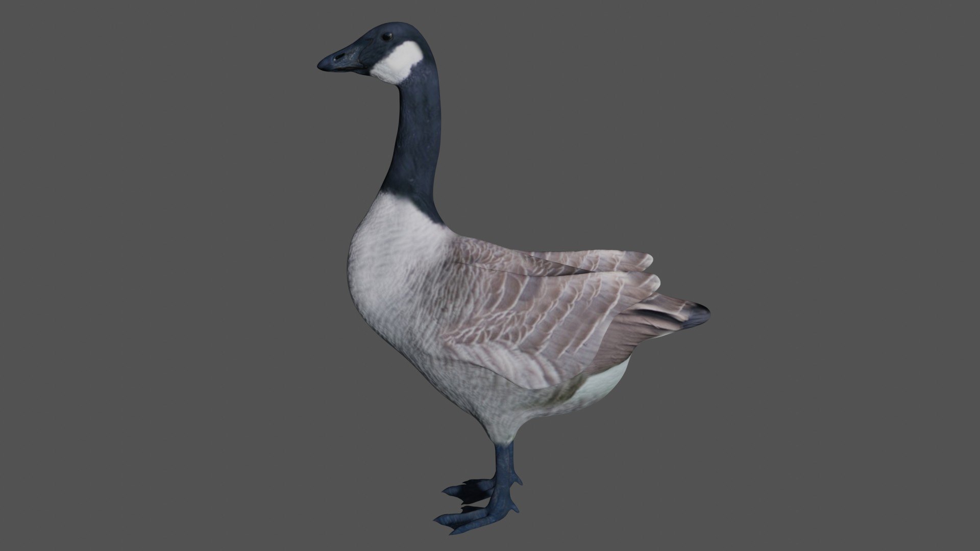 3D Canadian Goose Model - TurboSquid 1747780