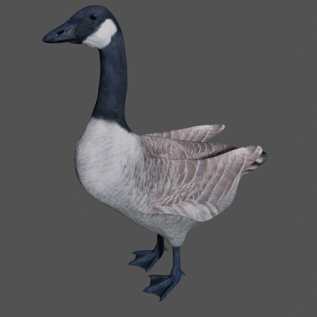 3D Canadian Goose Model - TurboSquid 1747780