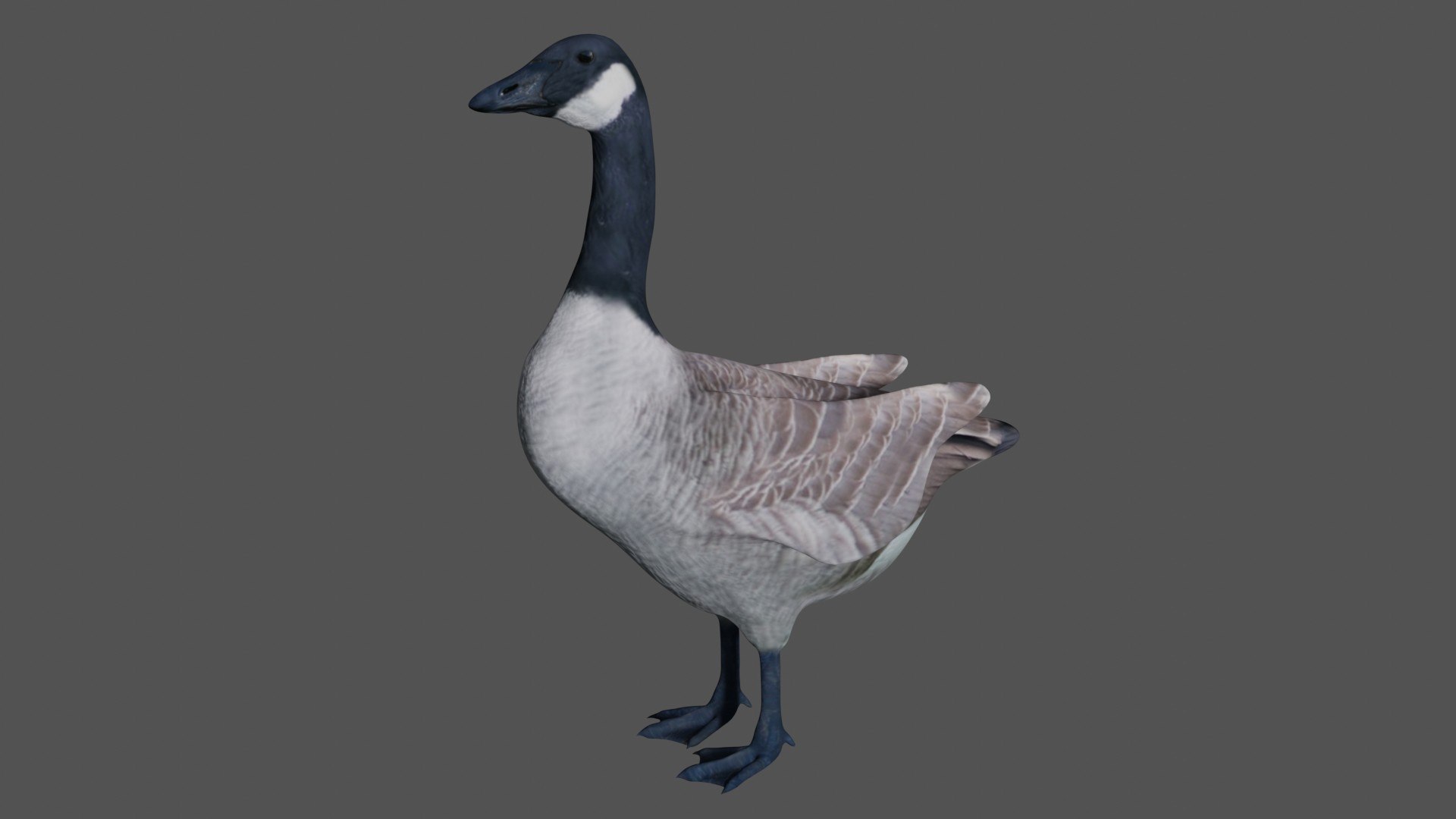3D Canadian Goose Model - TurboSquid 1747780