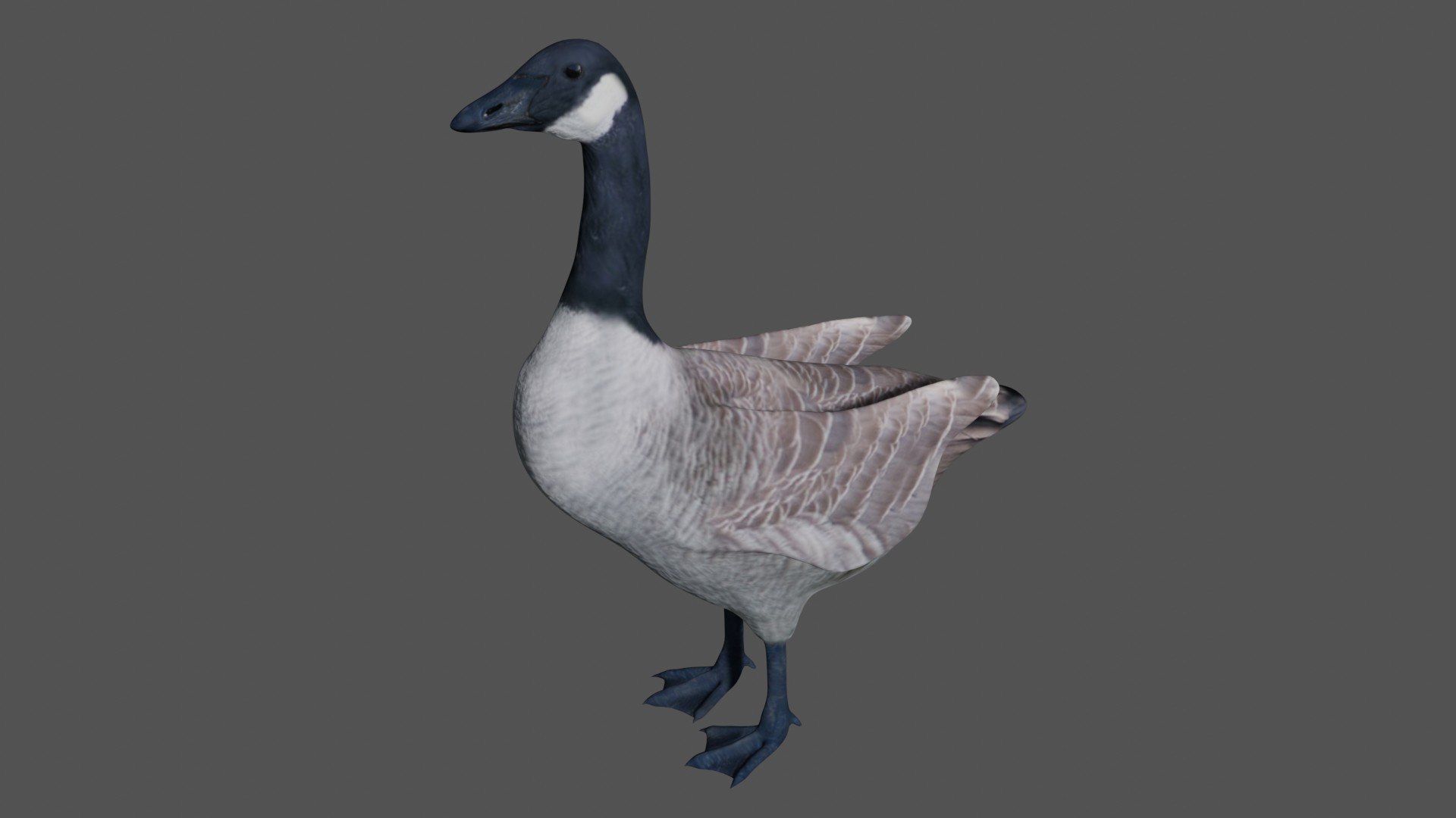 3D Canadian Goose Model - TurboSquid 1747780