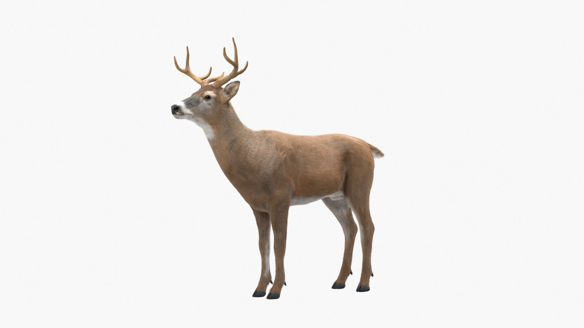 White-Tailed Deer Fur For Maya 3D - TurboSquid 2395944