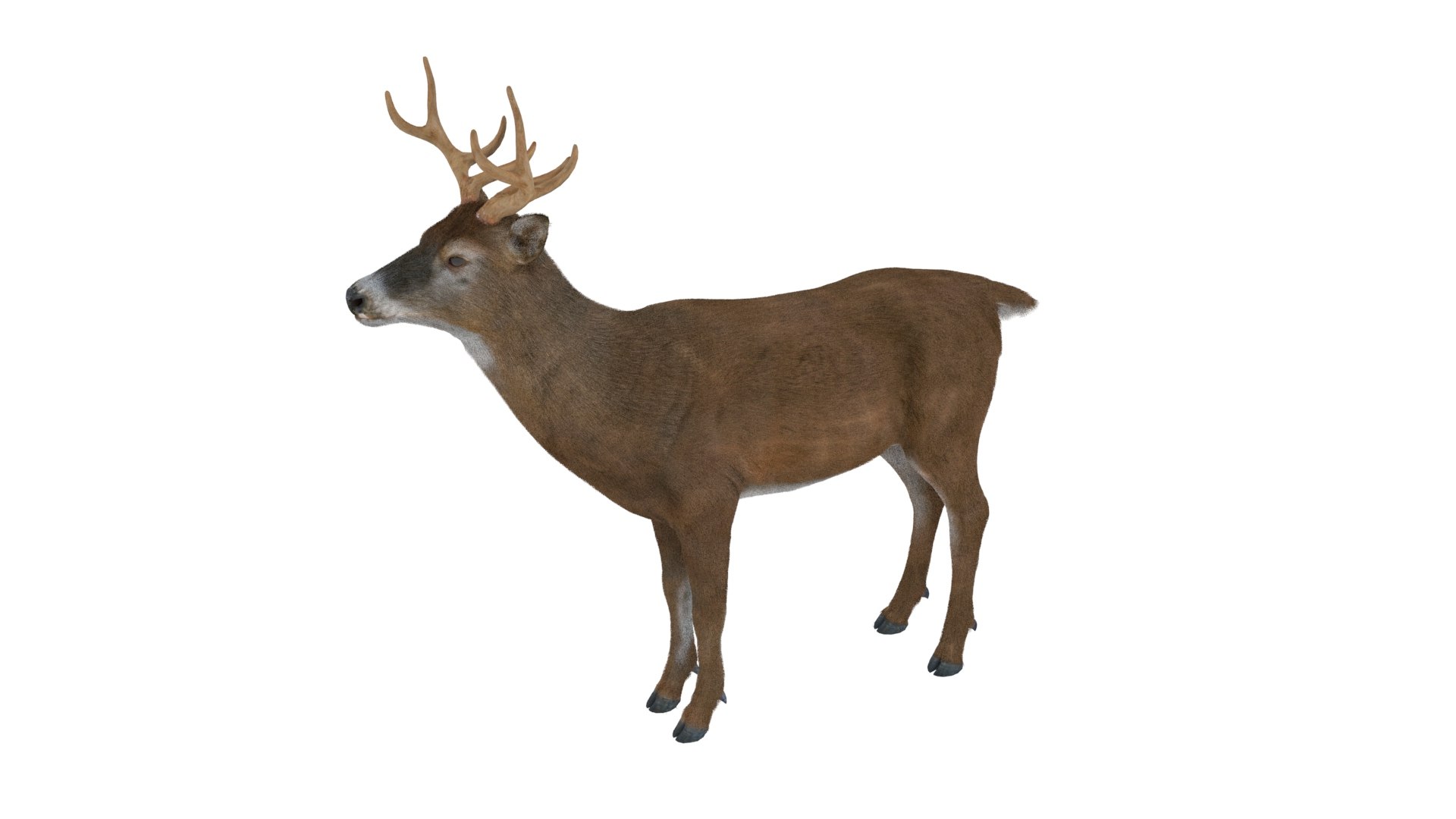 White-Tailed Deer Fur For Maya 3D - TurboSquid 2395944