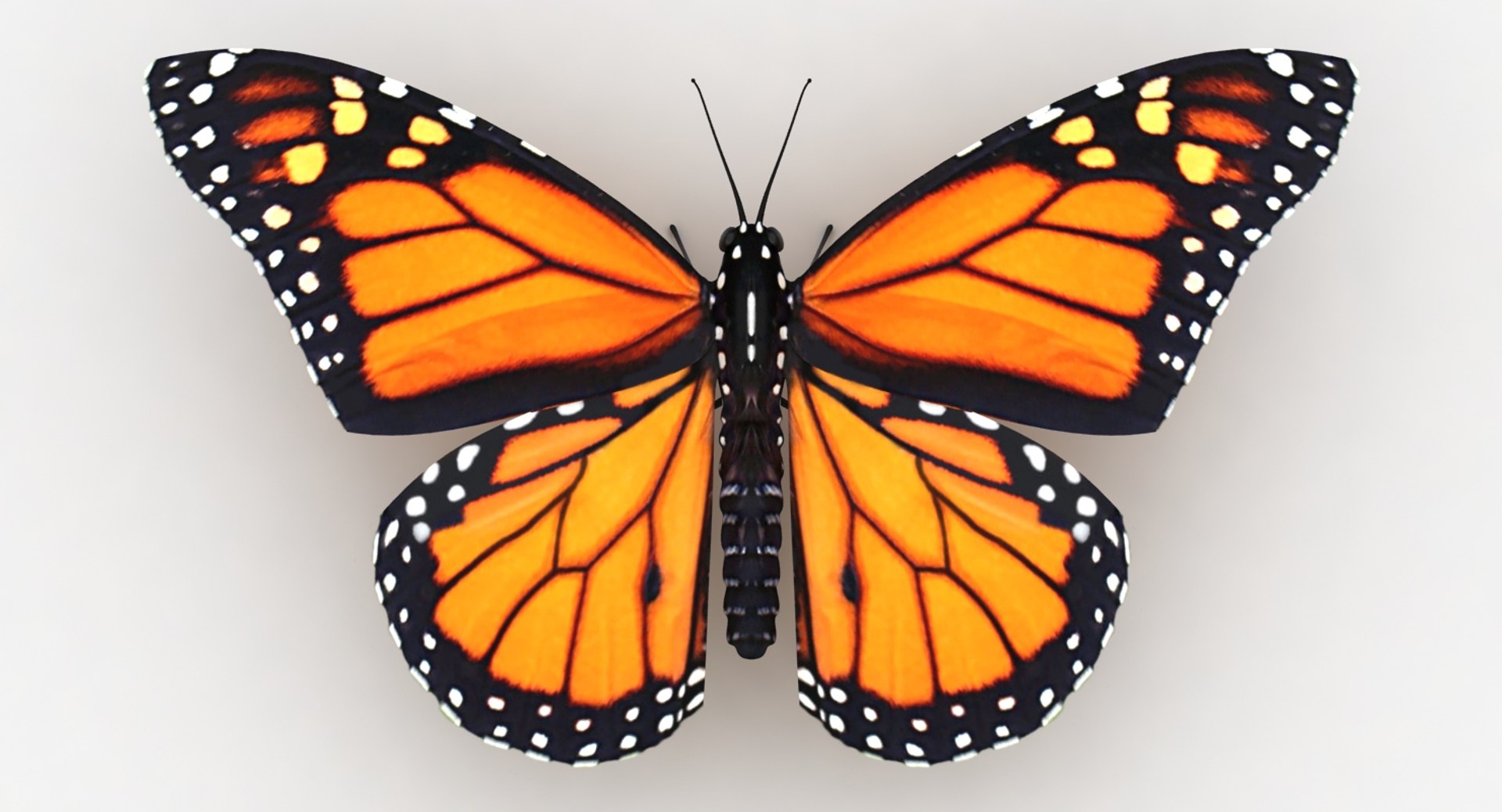 3D Butterfly 3 - TurboSquid 1432634