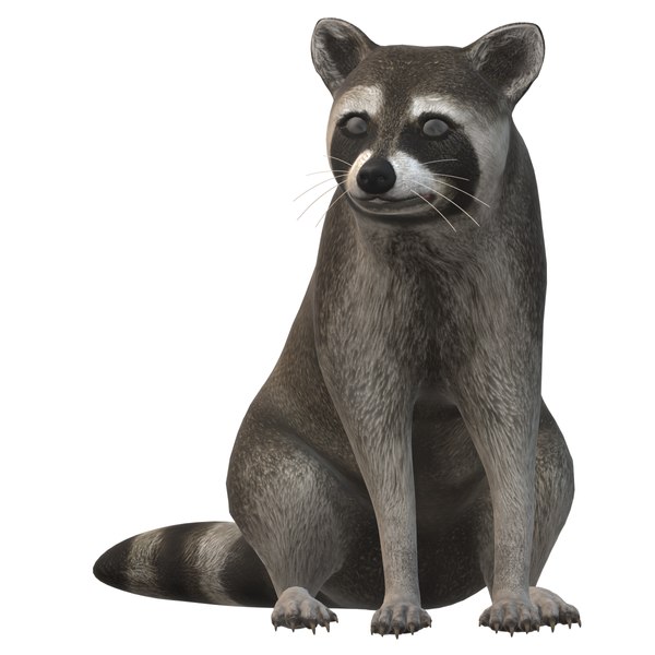 modelo 3d Mapache - TurboSquid 2301956