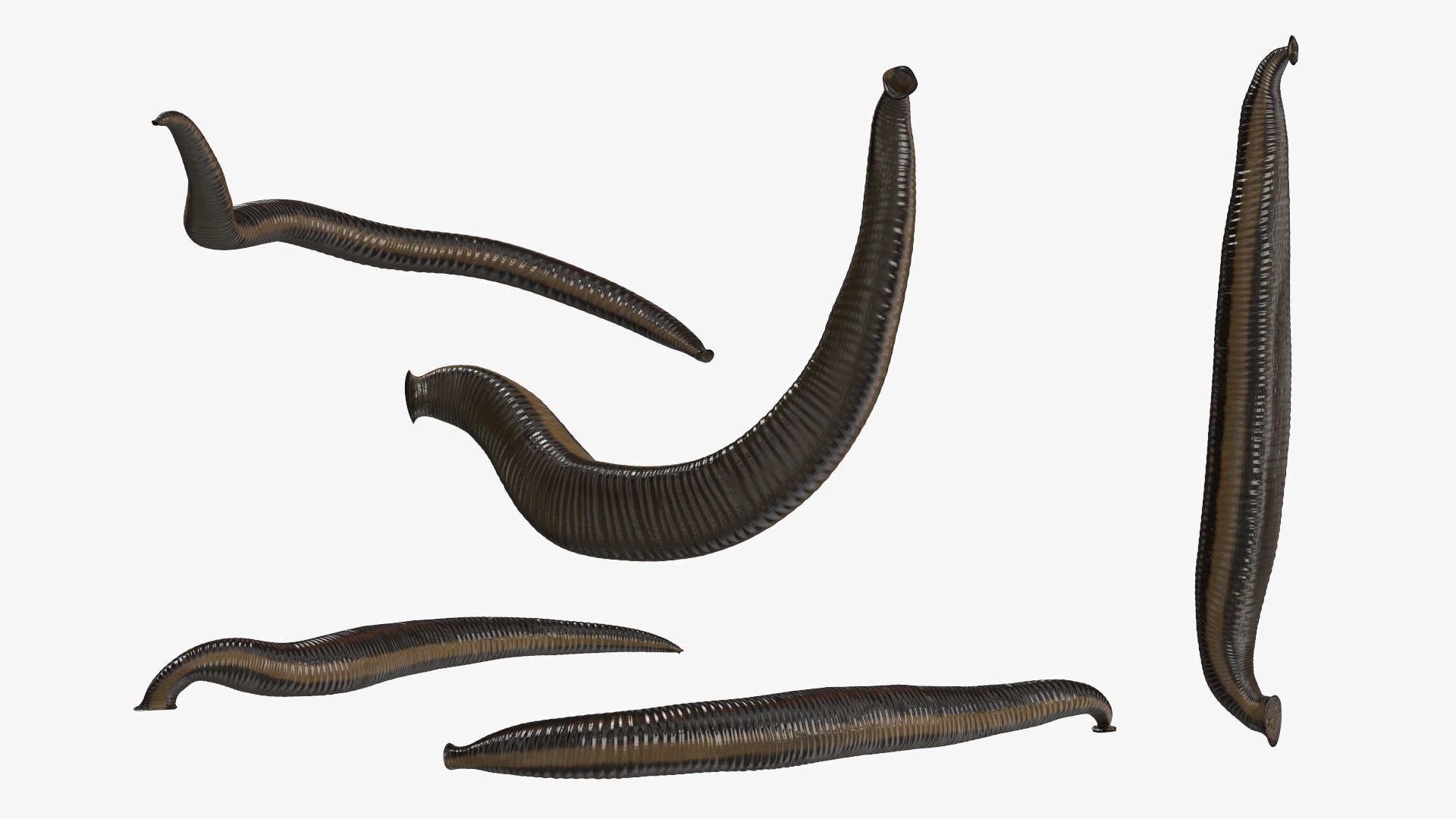 Glass Full Of Medicinal Leeches Model - TurboSquid 2080768