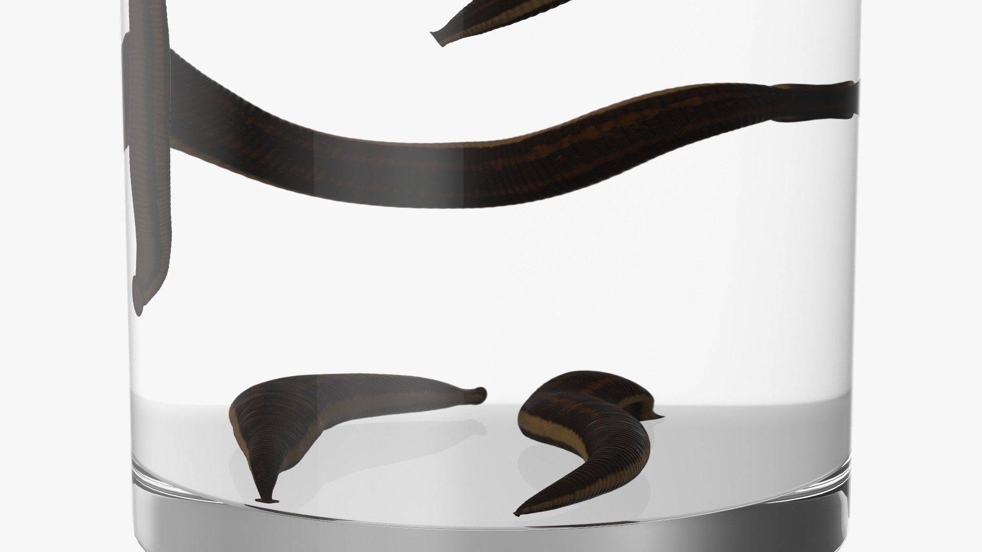 Glass Full Of Medicinal Leeches Model - TurboSquid 2080768