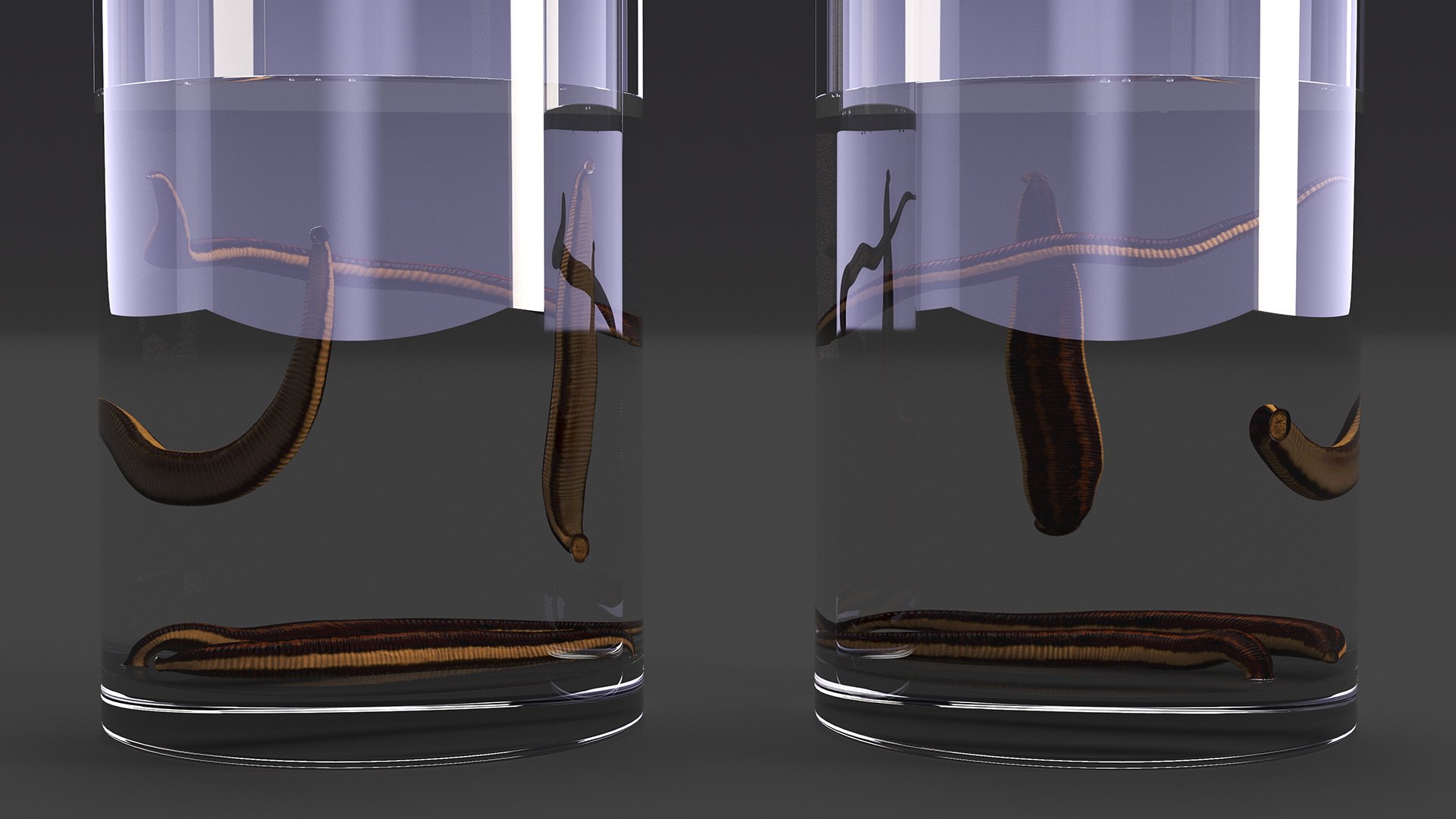 Glass Full Of Medicinal Leeches Model - TurboSquid 2080768