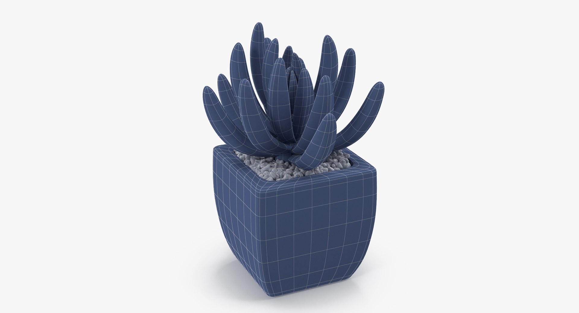 3d succulent 01 model