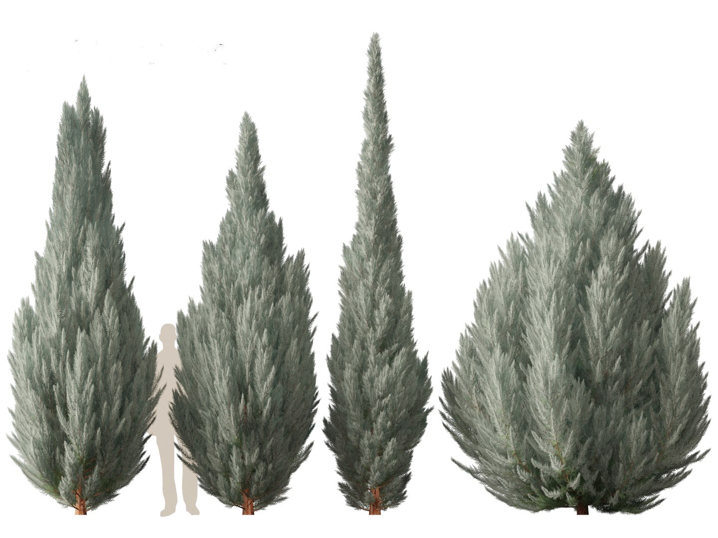 3D Juniperus Scopulorum Wichita Blue - Rocky Mountain Juniper ...