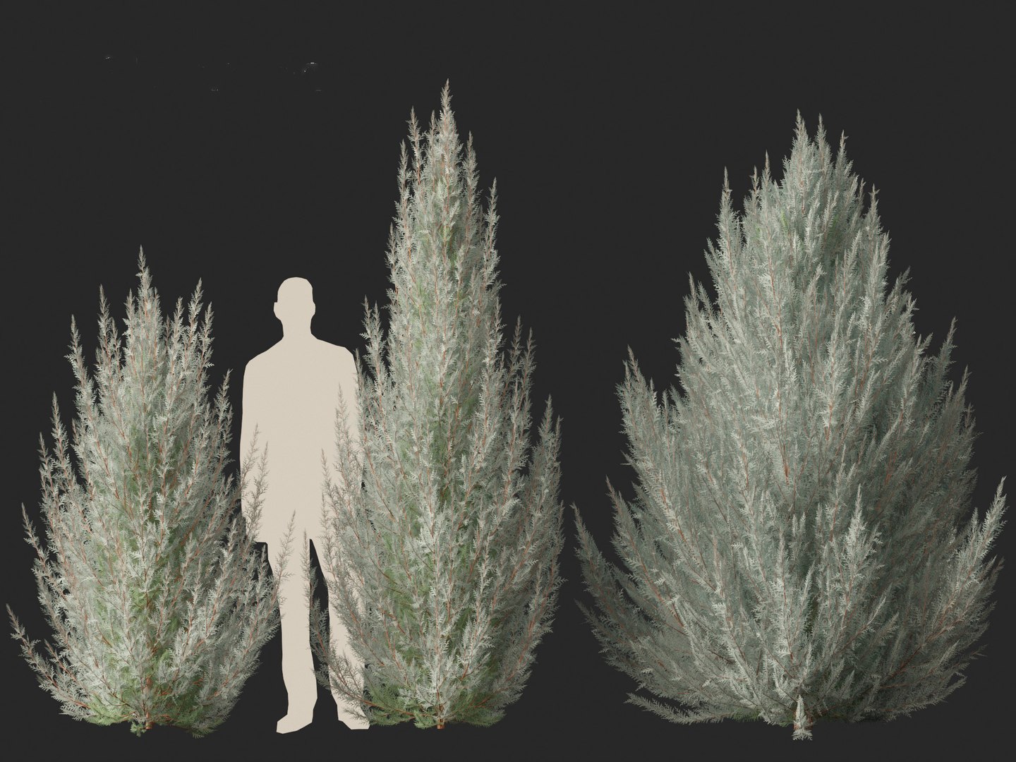 3D Juniperus Scopulorum Wichita Blue - Rocky Mountain Juniper ...