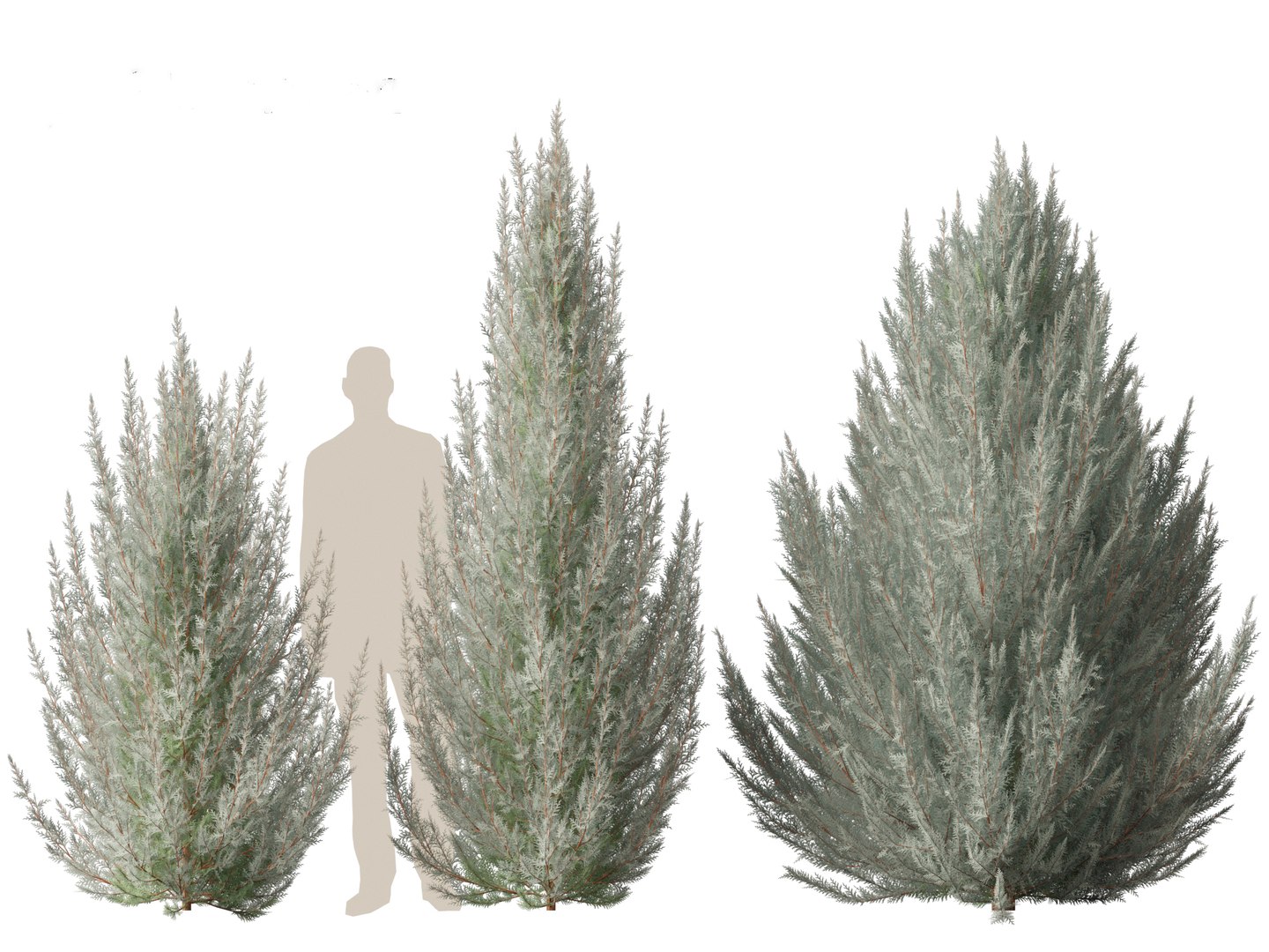 3D Juniperus Scopulorum Wichita Blue - Rocky Mountain Juniper ...