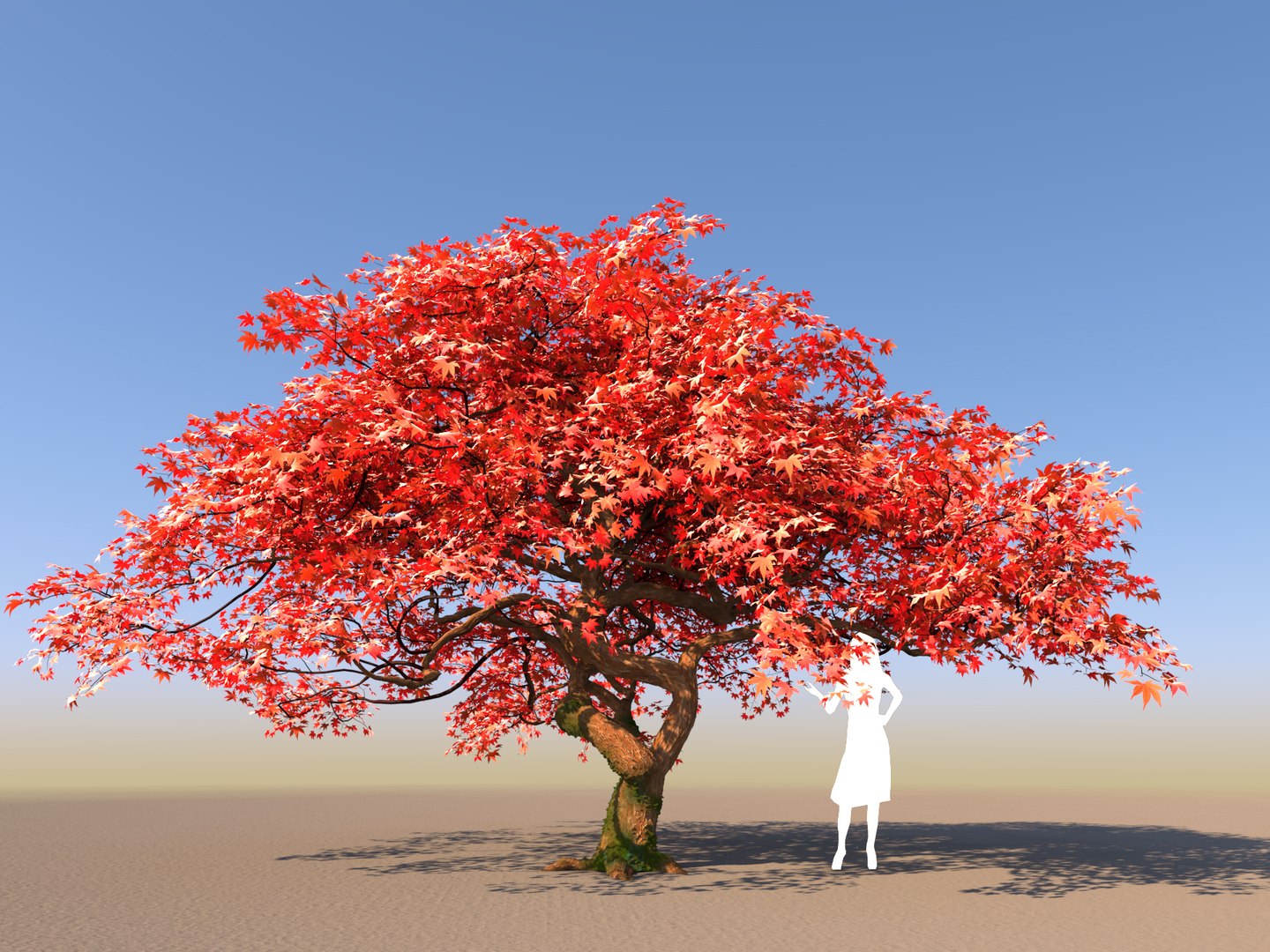 Japanese Maple Model - TurboSquid 1929739