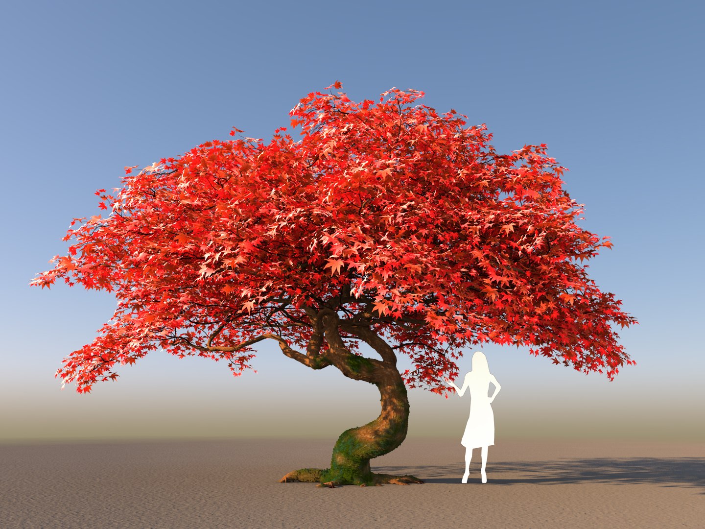 Japanese Maple Model - TurboSquid 1929739