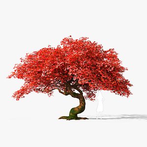 3D Japanese Maple Models - Browse & Download Formats - TurboSquid
