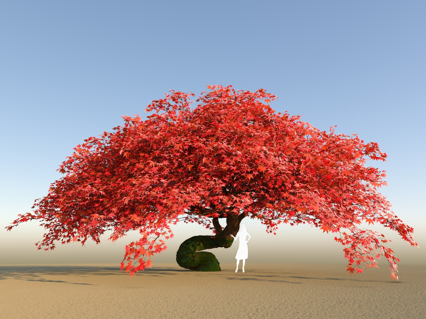 Japanese Maple Model - TurboSquid 1929739
