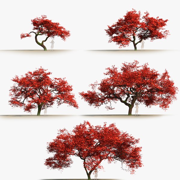 Japanese Maple 3D Models for Download | TurboSquid