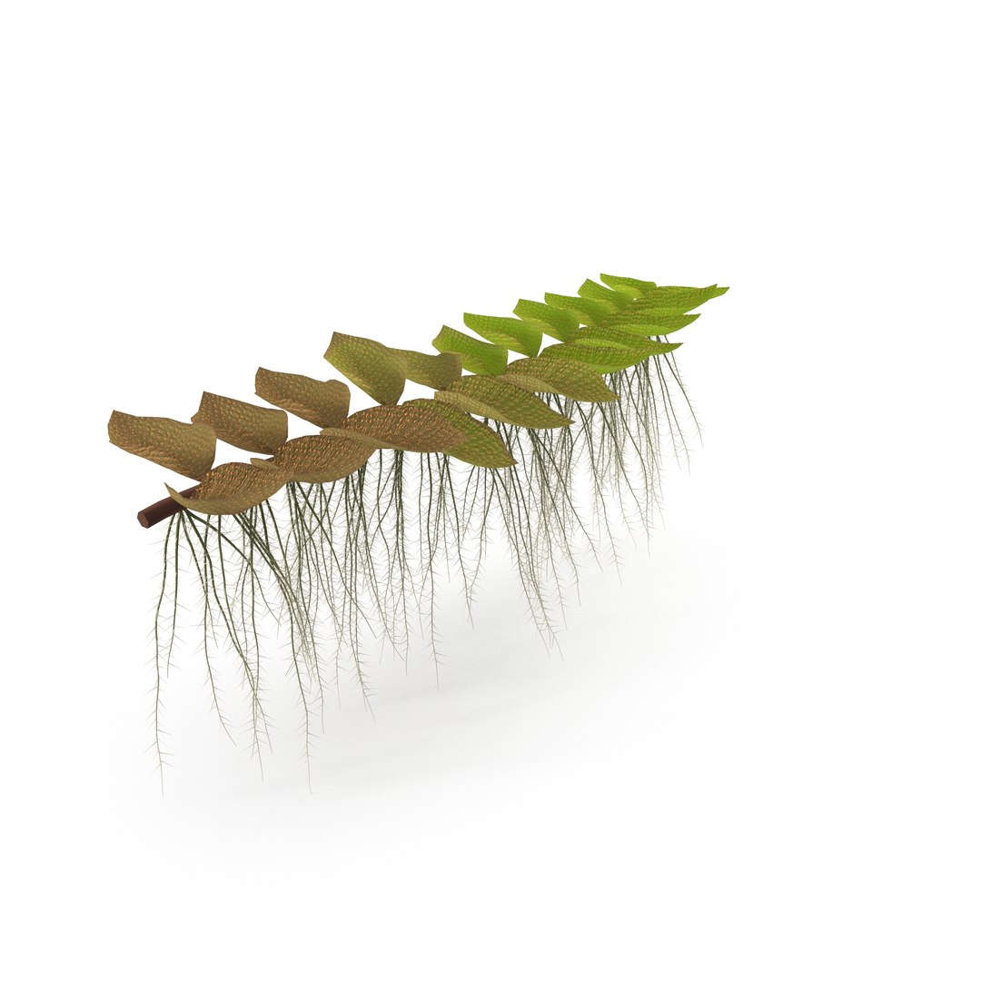 3D Salviniya Ushastaya - TurboSquid 2037517