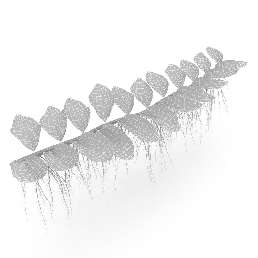 3D Salviniya Ushastaya - TurboSquid 2037517