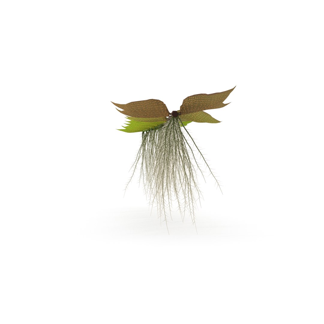 3D Salviniya Ushastaya - TurboSquid 2037517