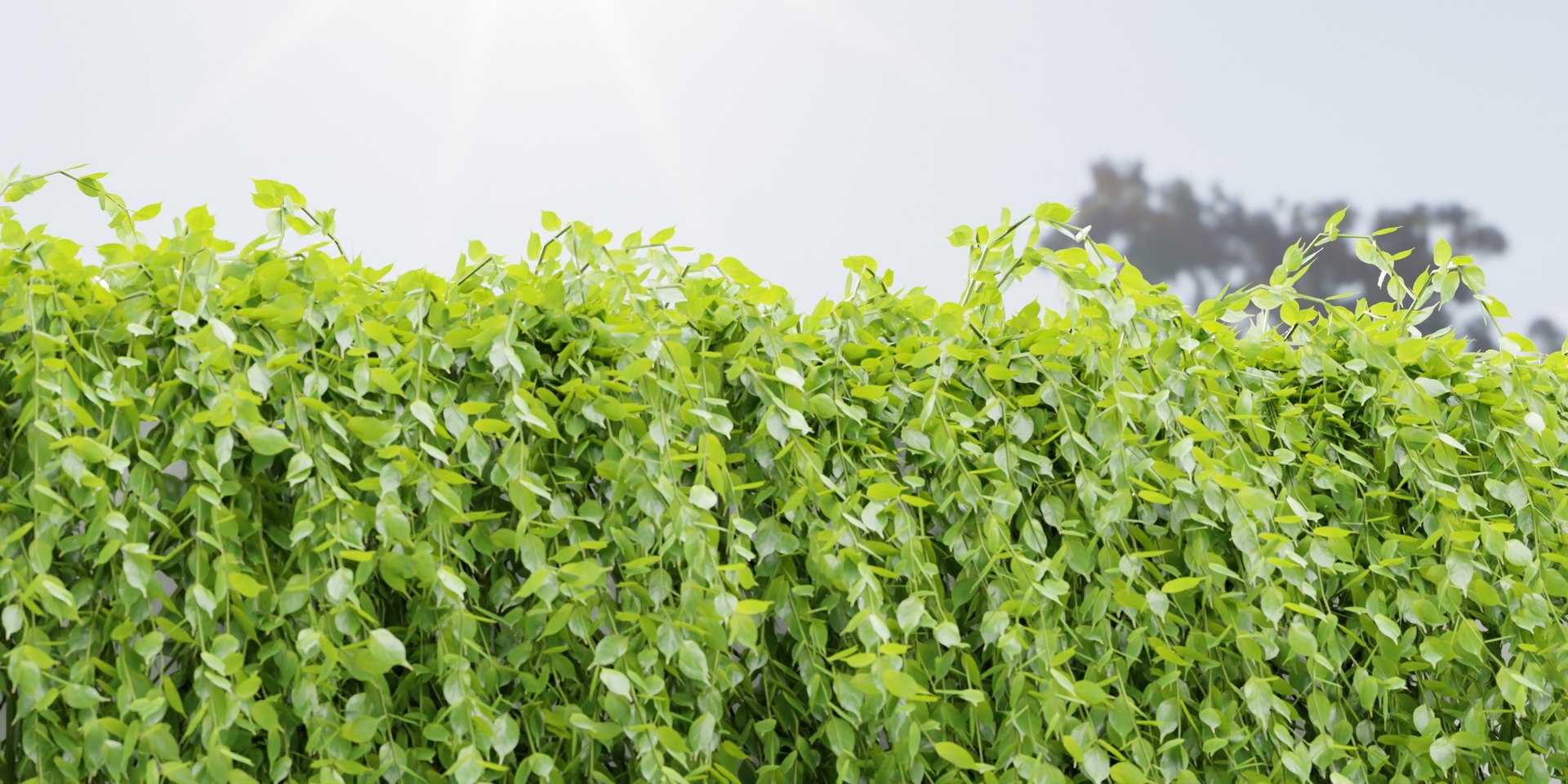 Creeper Plants Collection Vol 144-Blender 3D - TurboSquid 2149260