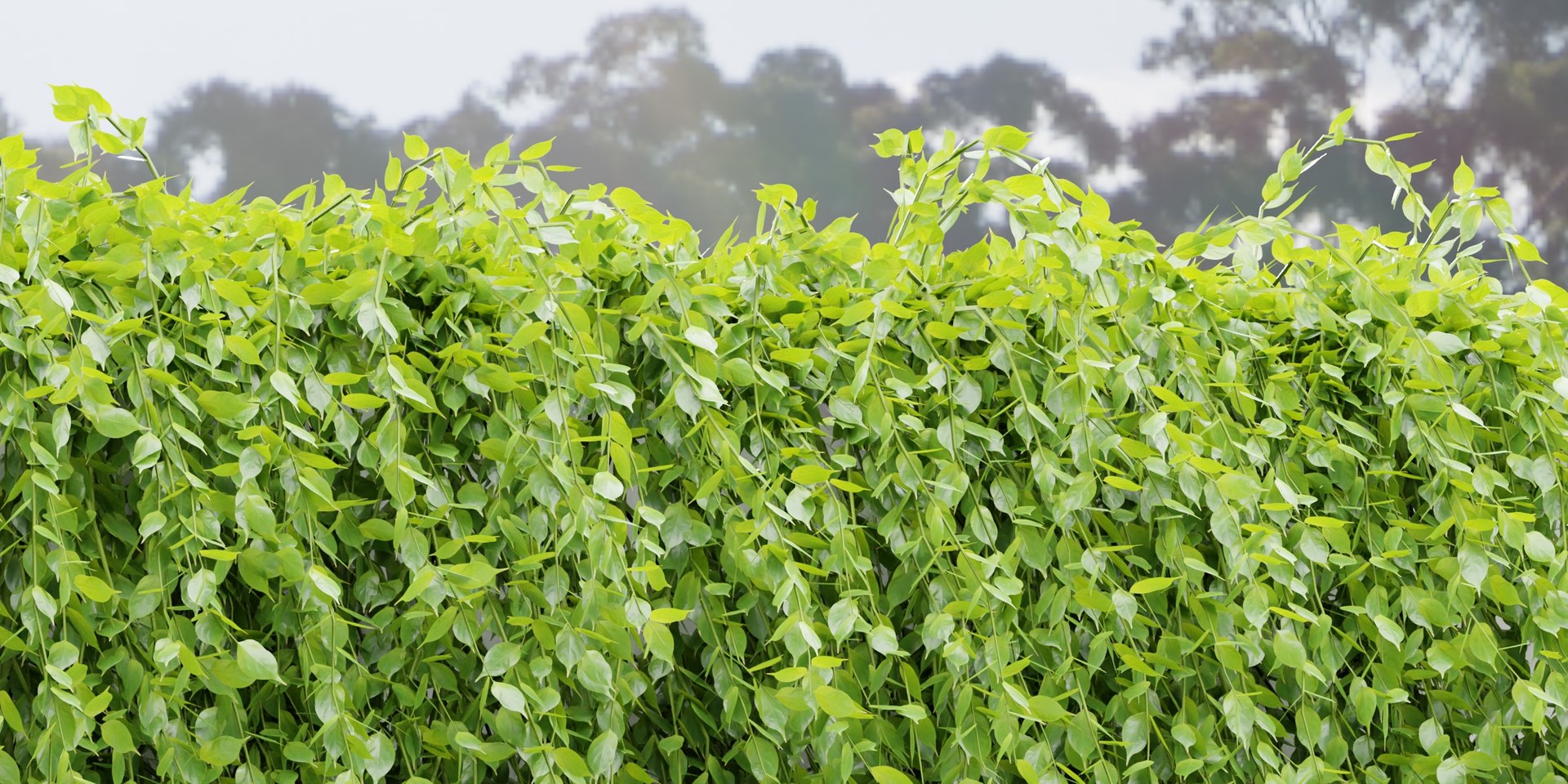 Creeper Plants Collection Vol 144-Blender 3D - TurboSquid 2149260