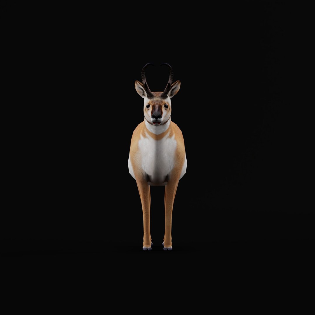 3D Pronghorn Male Antelope - TurboSquid 2554123