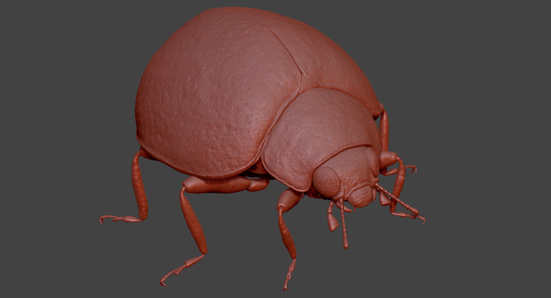 3D ladybug real realistic | 1146649 | TurboSquid