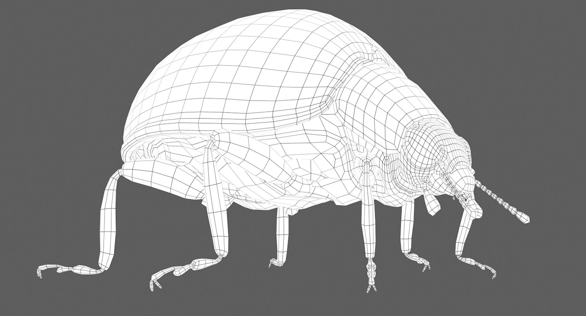 3D ladybug real realistic | 1146649 | TurboSquid