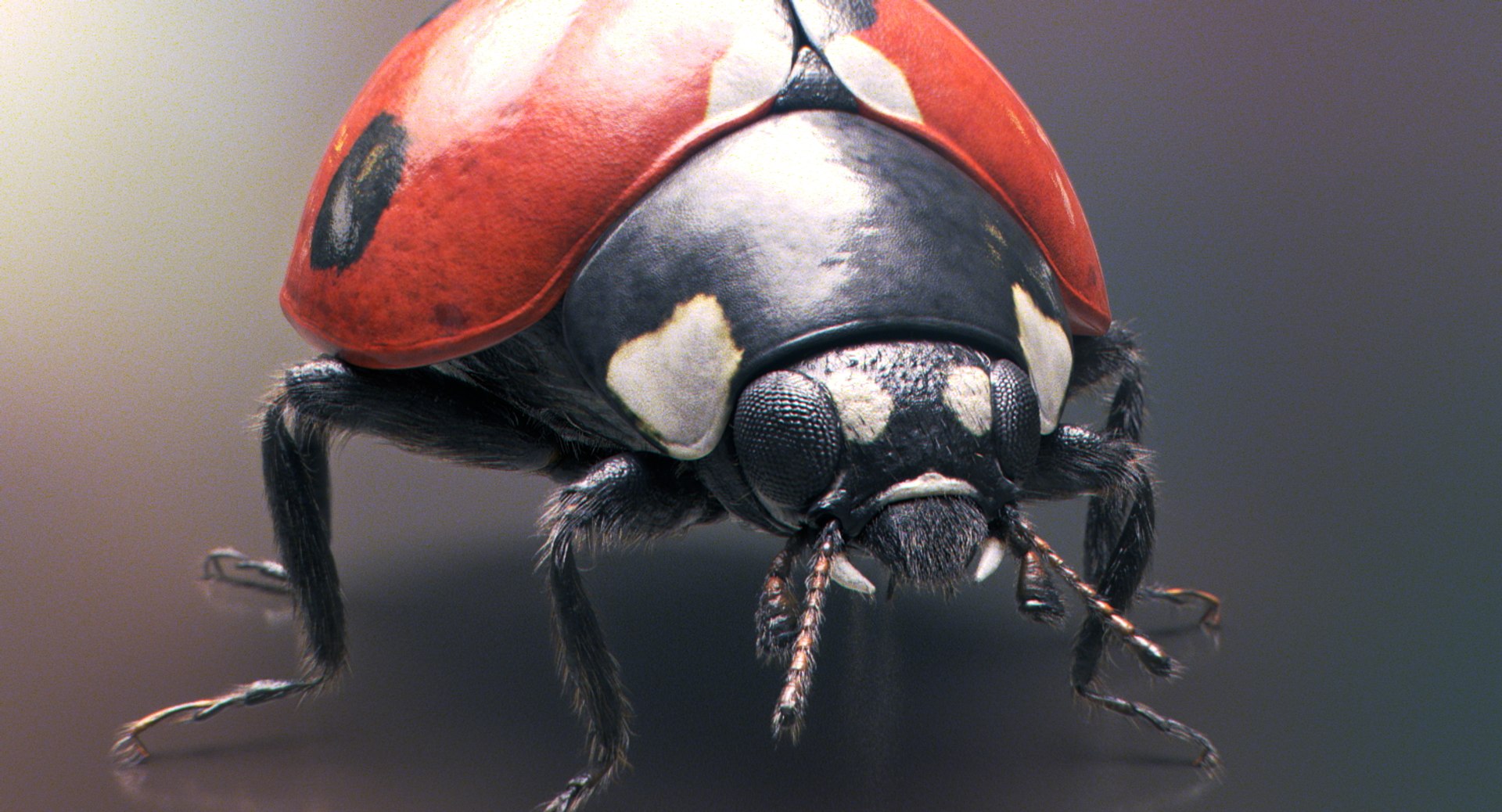 3D ladybug real realistic | 1146649 | TurboSquid
