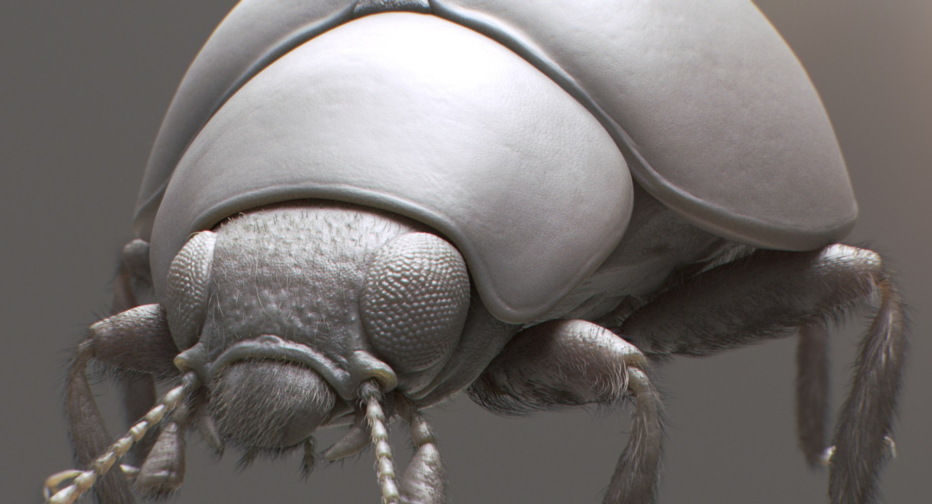 3D ladybug real realistic | 1146649 | TurboSquid