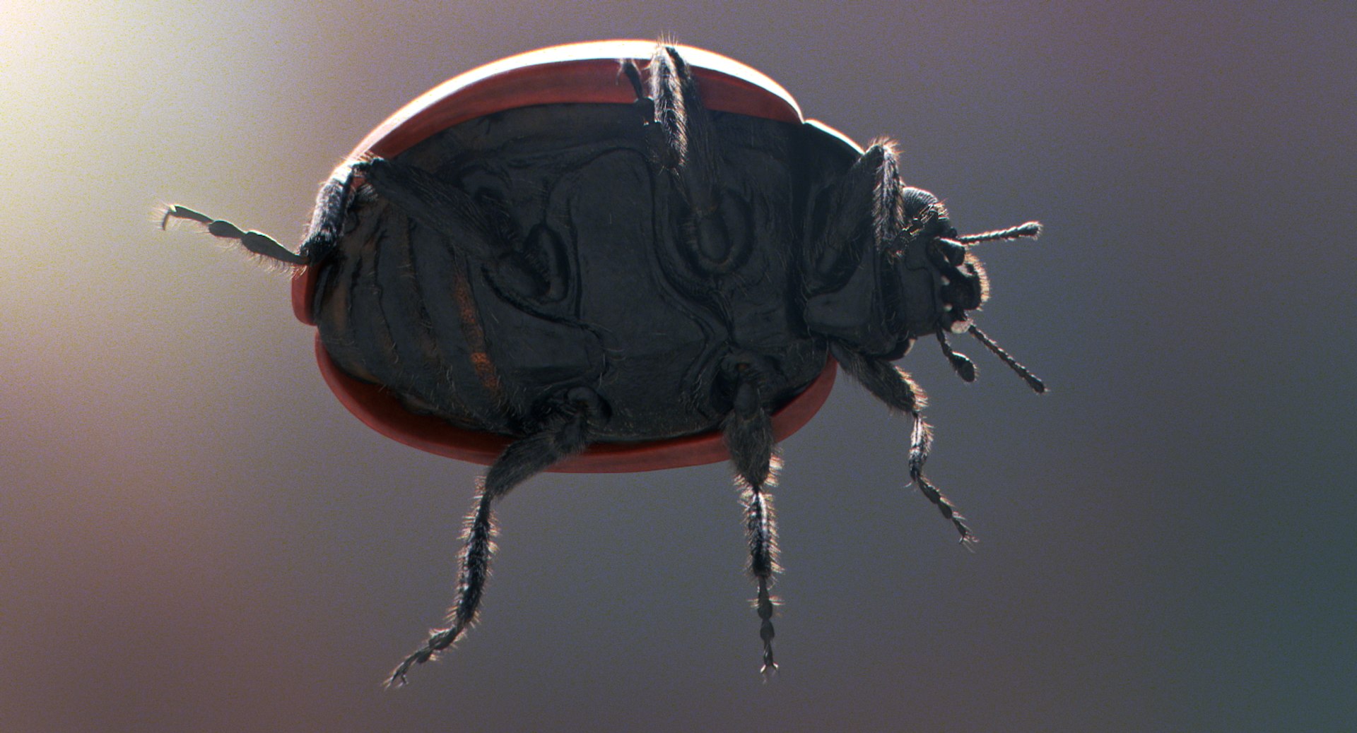 3D ladybug real realistic | 1146649 | TurboSquid