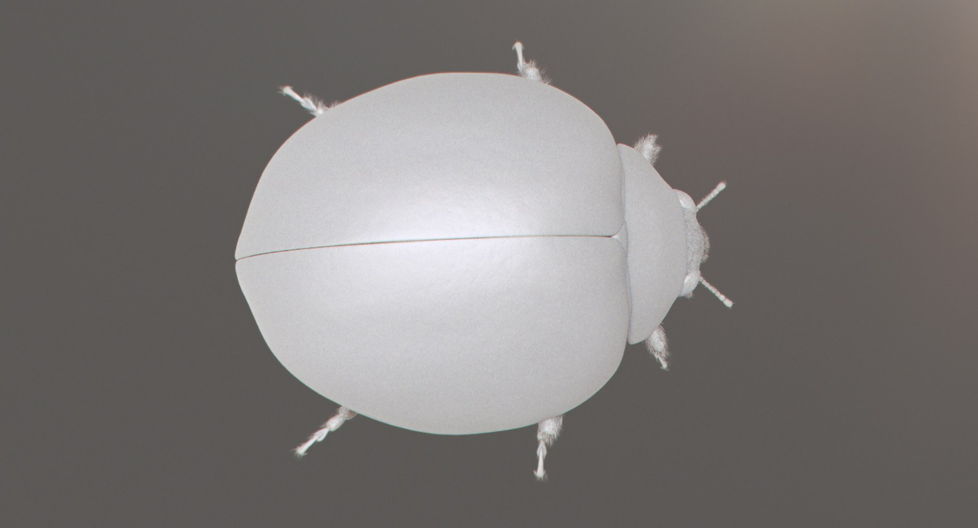 3D ladybug real realistic | 1146649 | TurboSquid