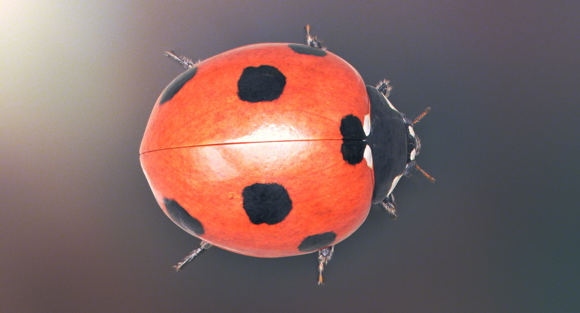 3D ladybug real realistic | 1146649 | TurboSquid