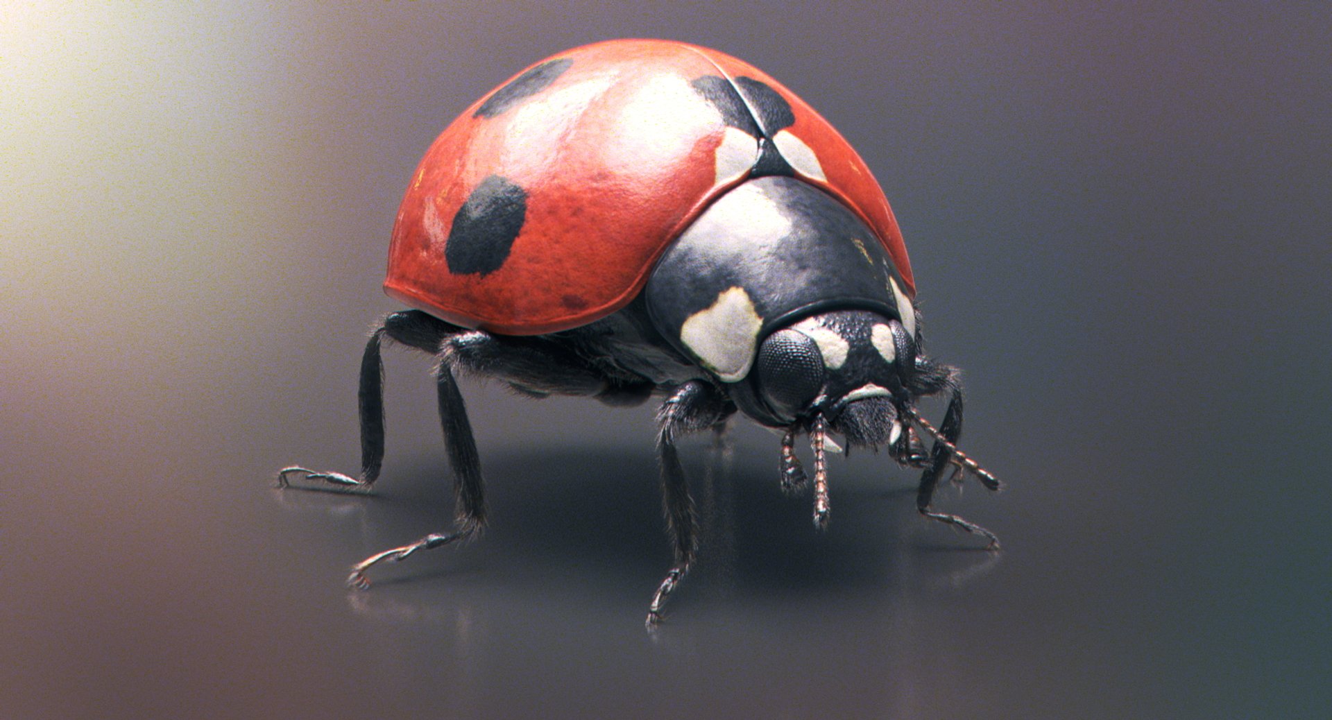 3D Ladybug Real Realistic | 1146649 | TurboSquid