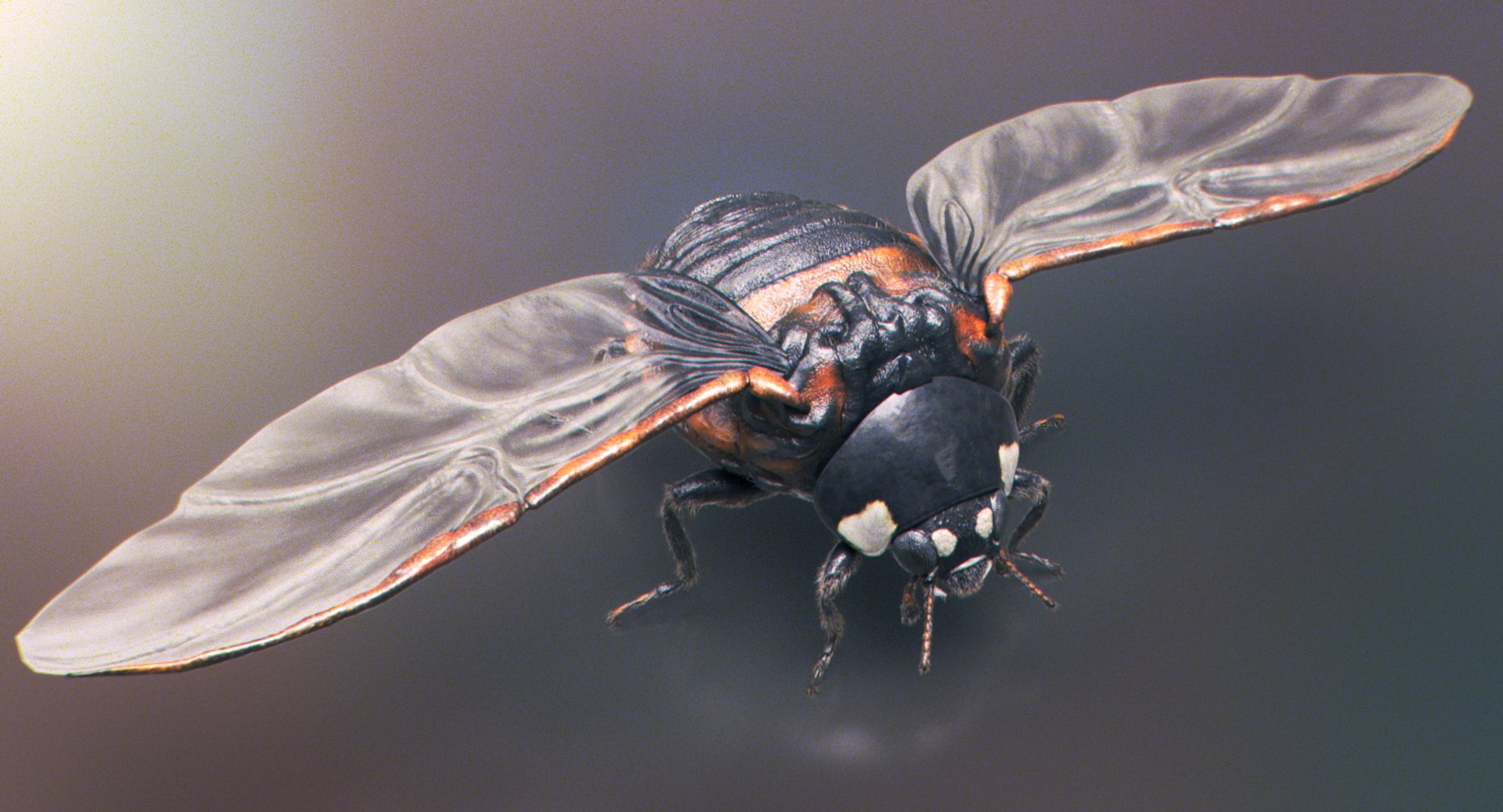 3D ladybug real realistic | 1146649 | TurboSquid