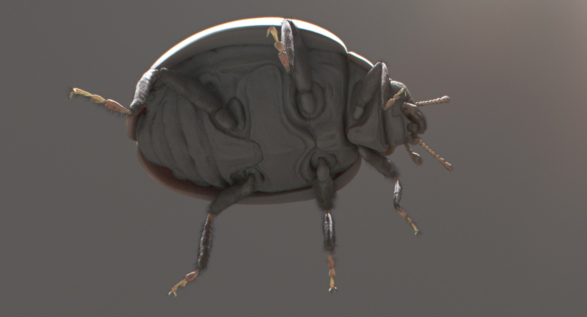 3D ladybug real realistic | 1146649 | TurboSquid