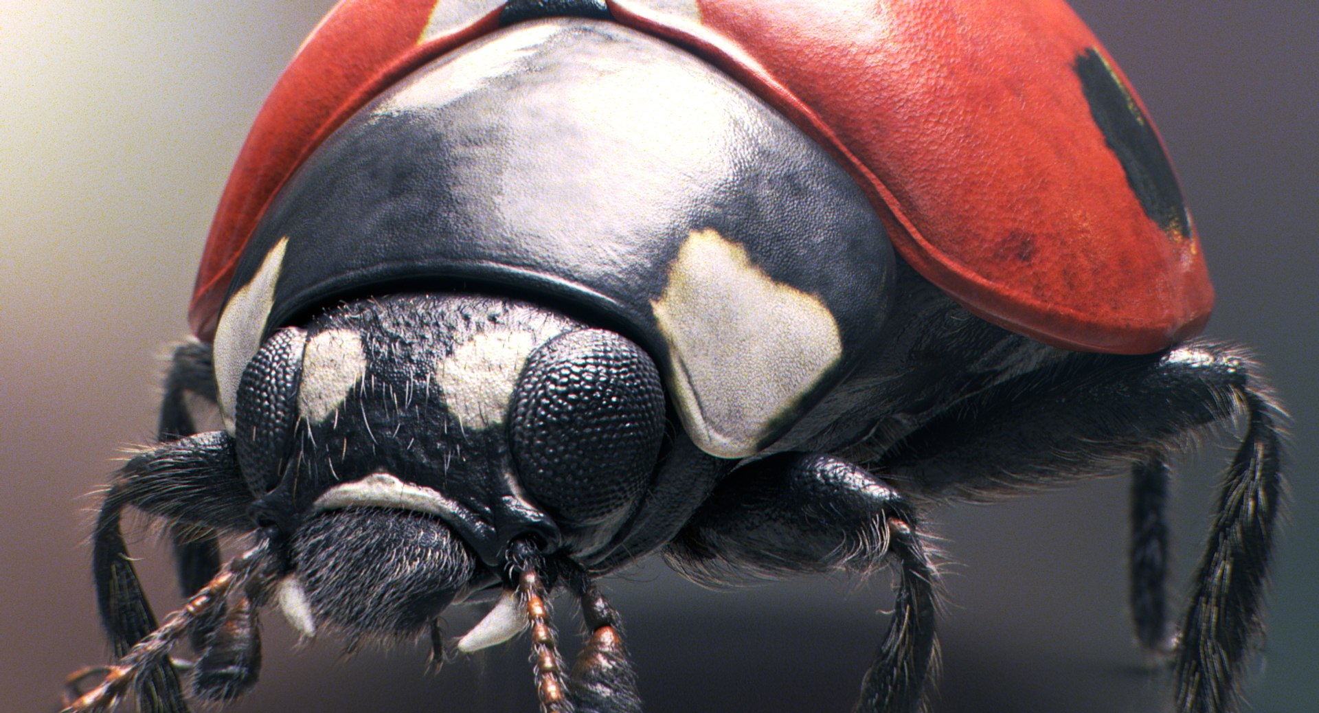 3D ladybug real realistic | 1146649 | TurboSquid