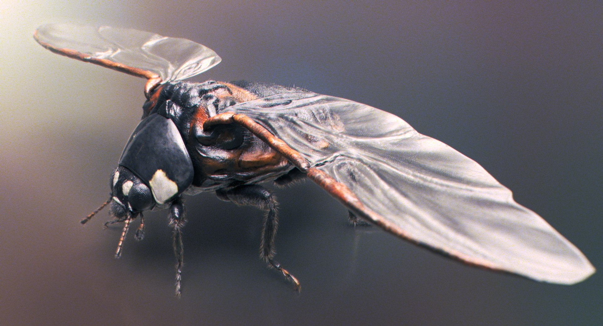 3D ladybug real realistic | 1146649 | TurboSquid