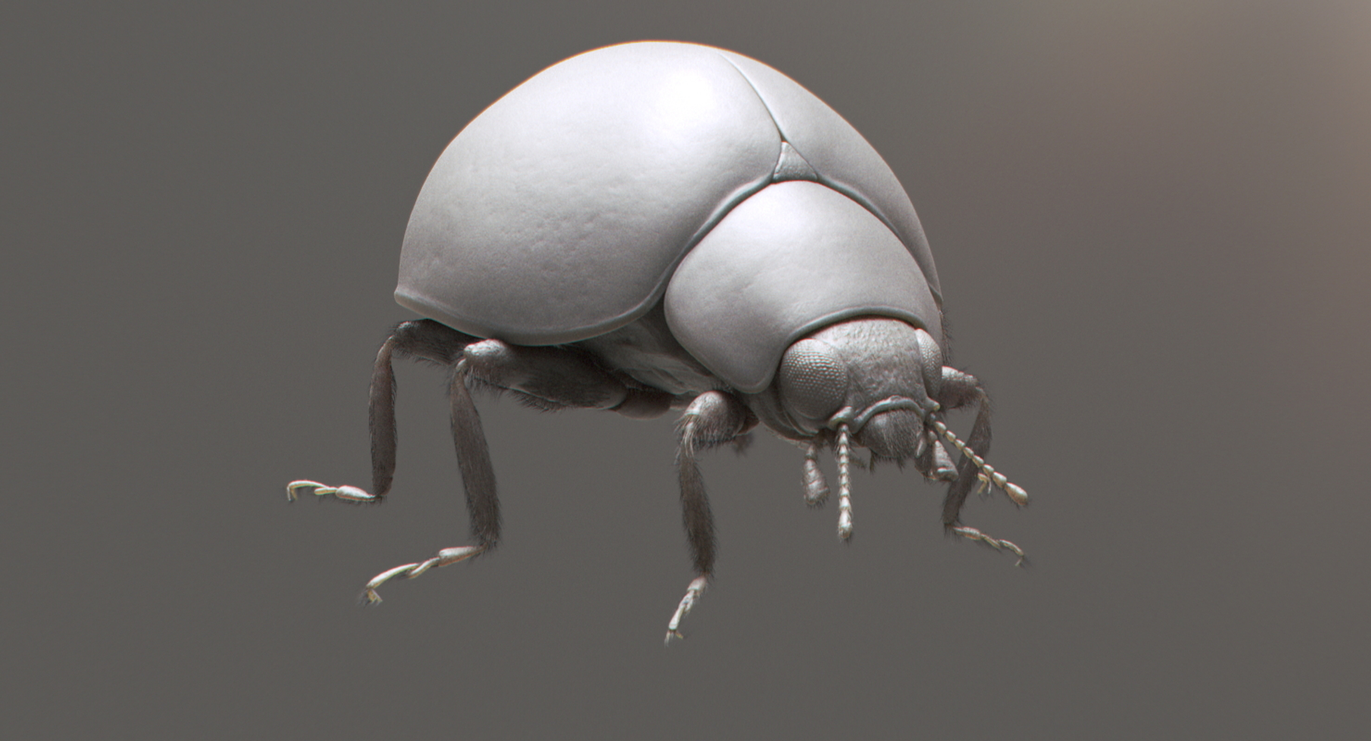 3D Ladybug Real Realistic | 1146649 | TurboSquid