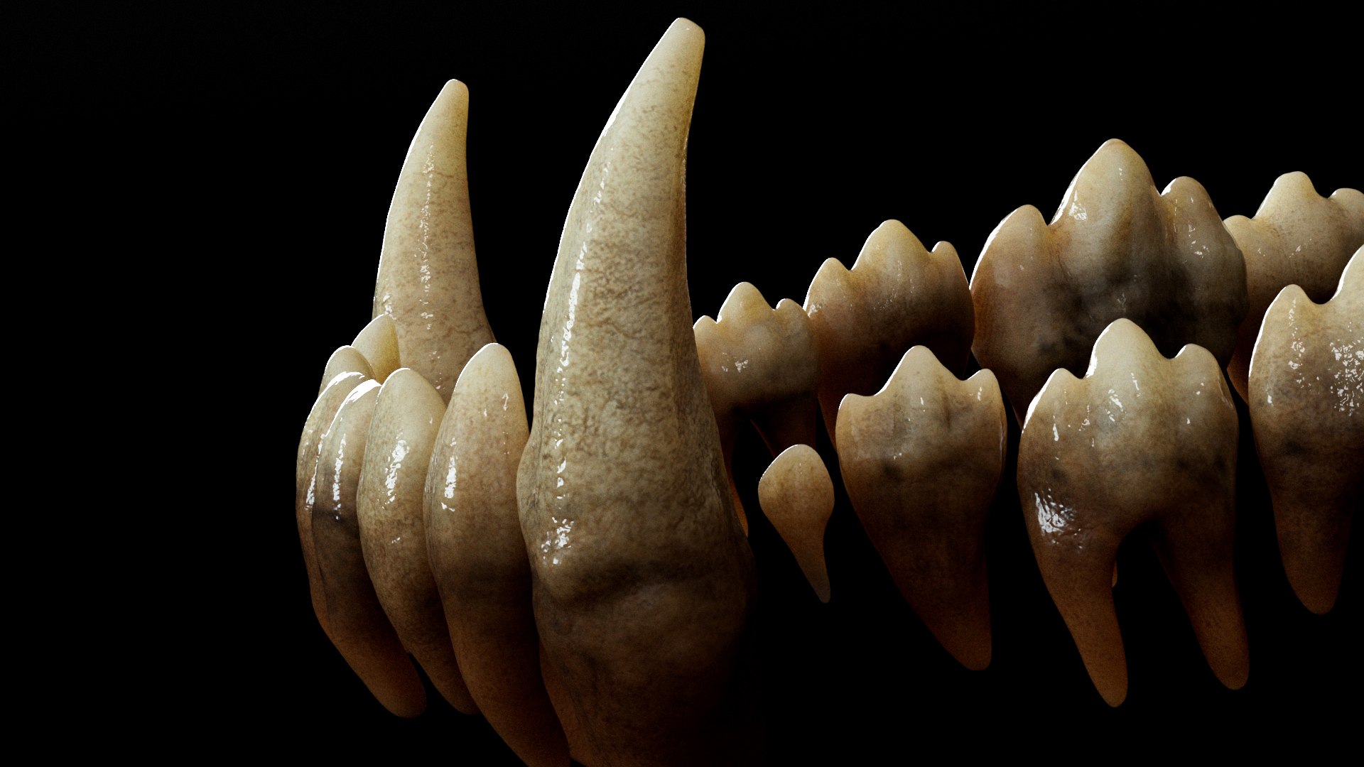 Realistic Wolf Teeth 3D Model - TurboSquid 2401525
