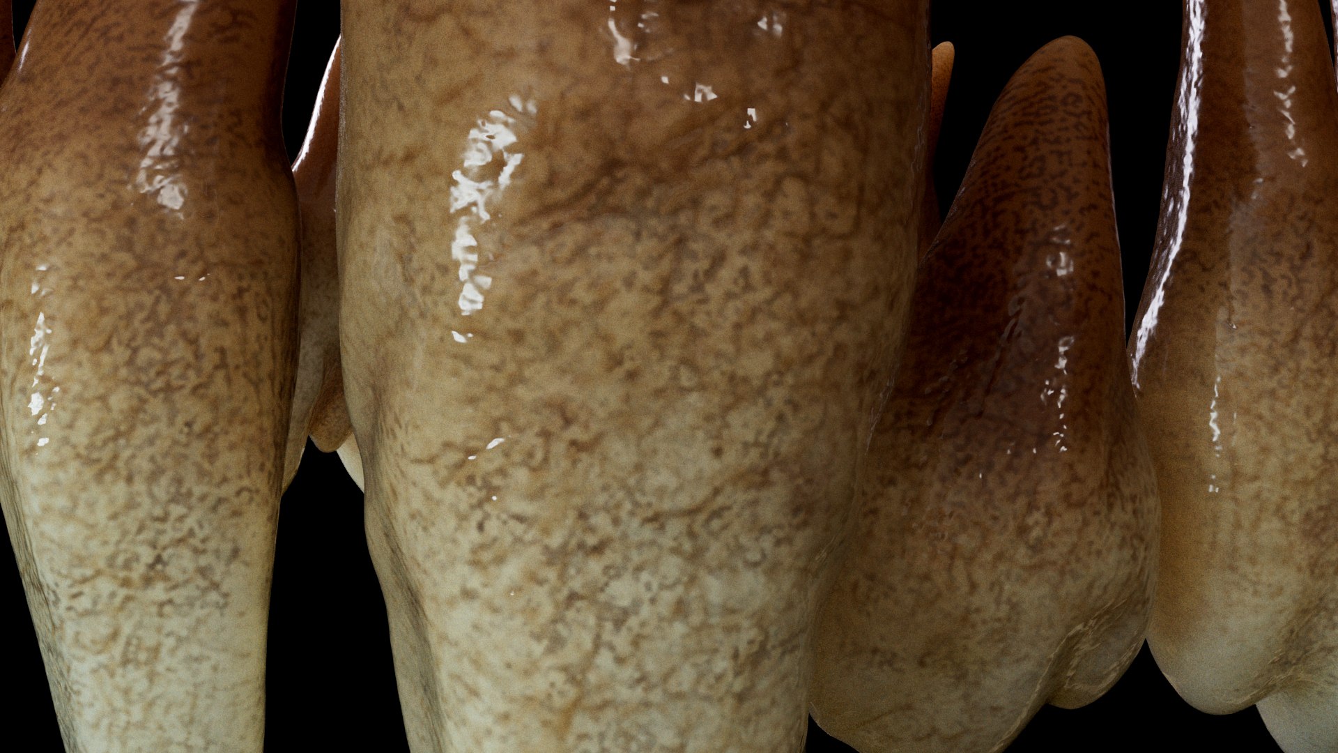 Realistic Wolf Teeth 3D Model - TurboSquid 2401525