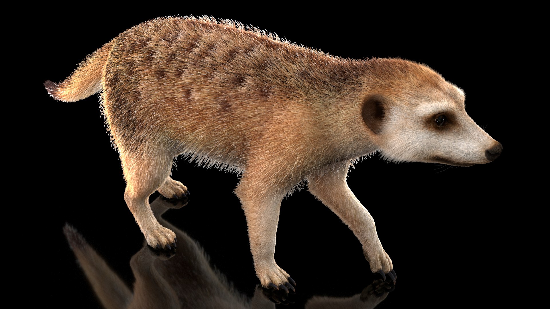 3D Meerkat Walking Pose Fur Model - TurboSquid 1919104