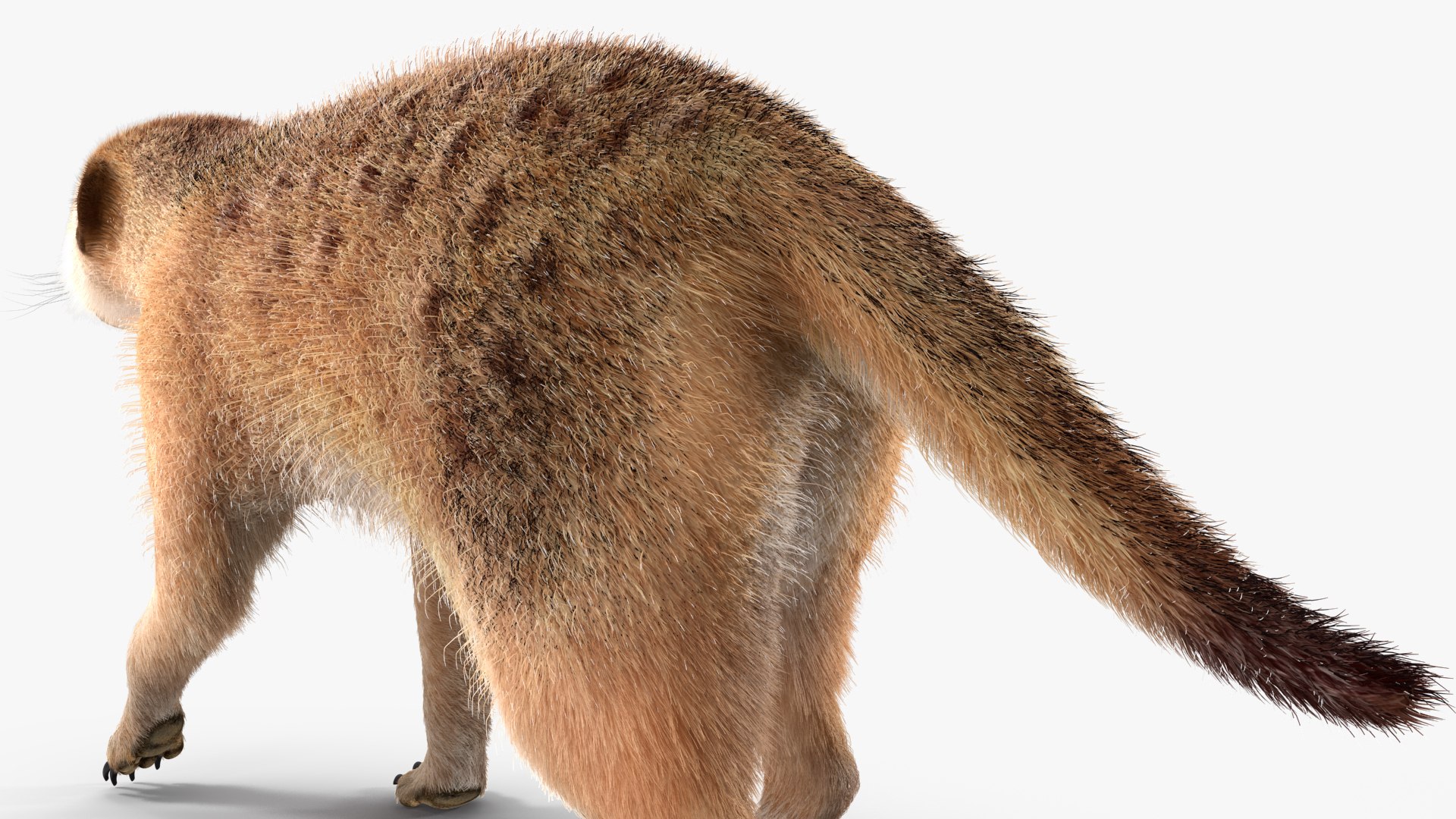 3D Meerkat Walking Pose Fur Model - TurboSquid 1919104